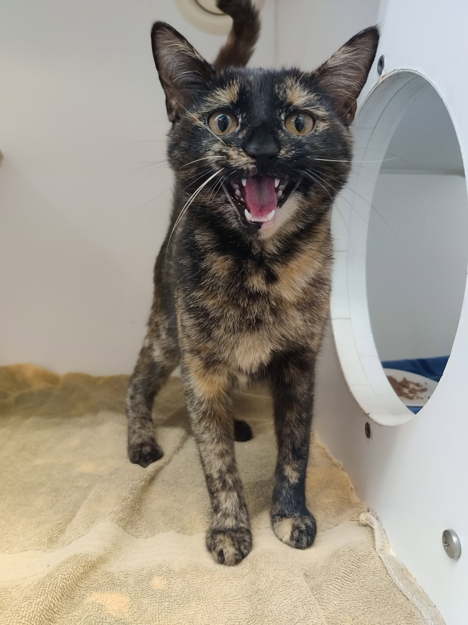 Cats for Adoption in East Brookfield, Massachusetts | Alpha Paw