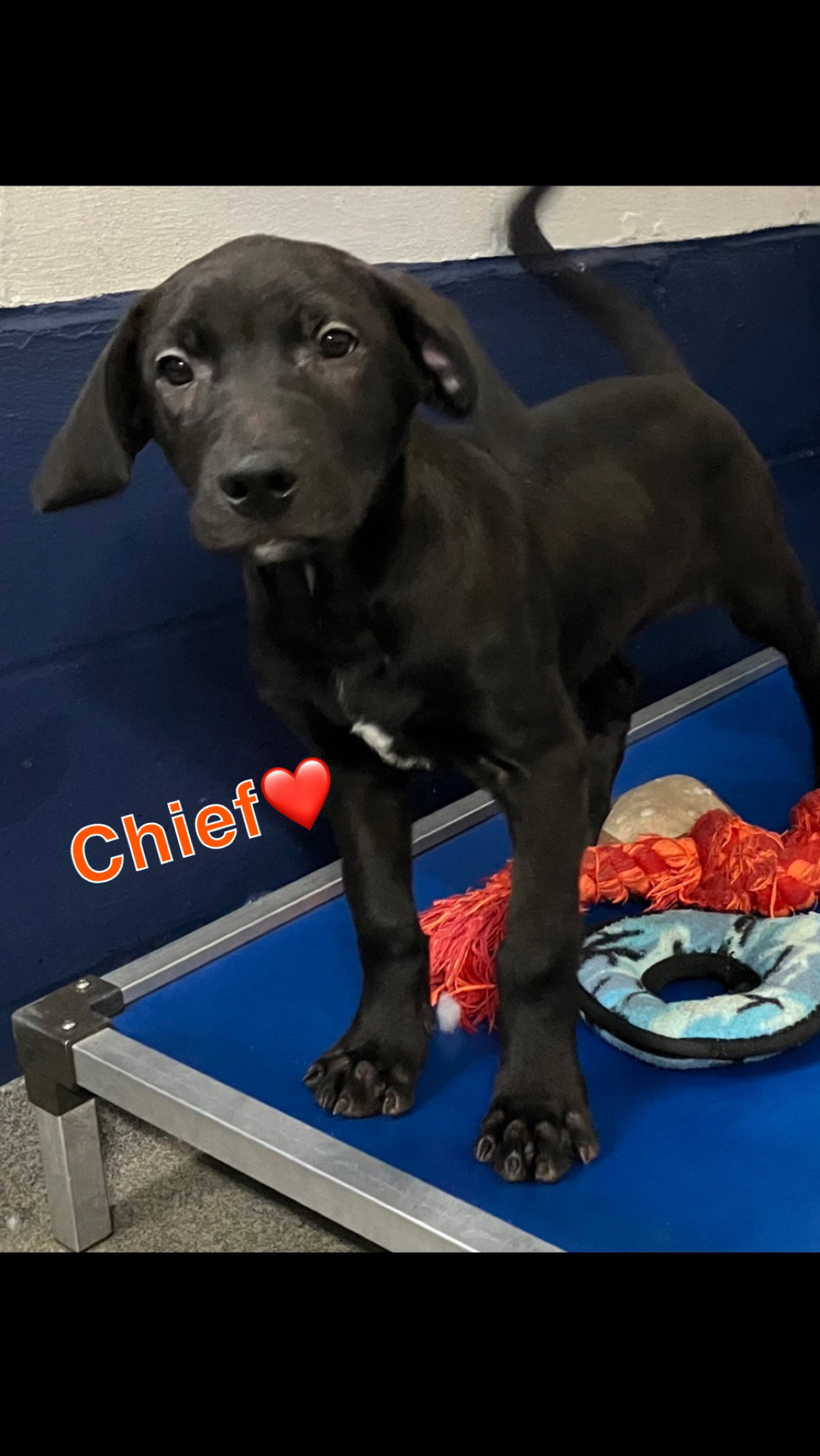 Dog for Adoption - (Pending) Chief - male lab mix, 14 weeks old, a ...