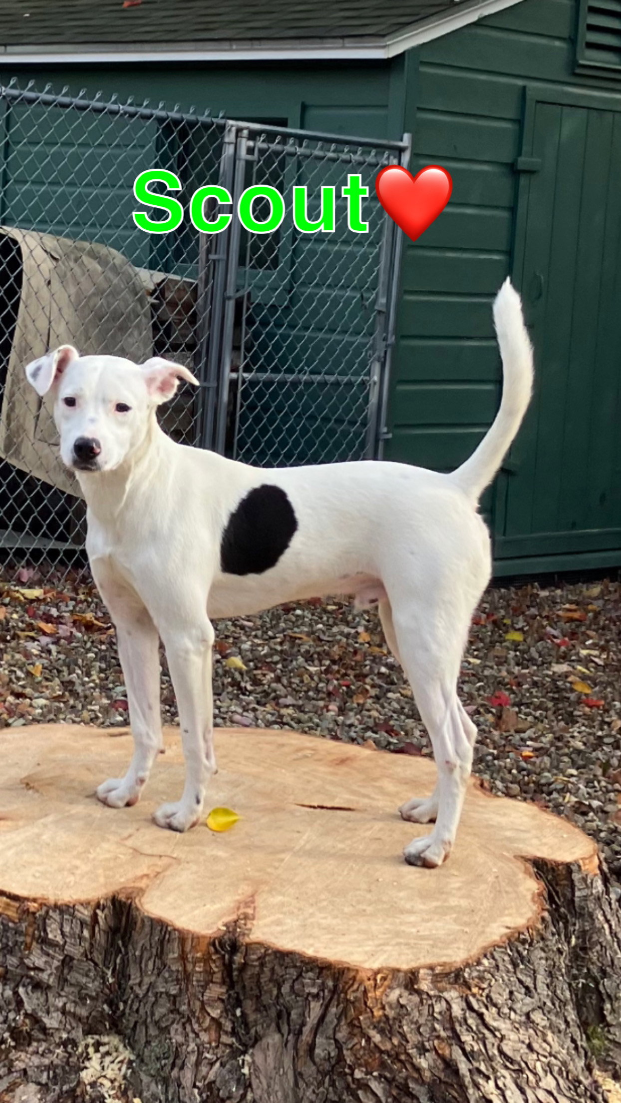 Dog for Adoption - Scout - 5 month old lab mix male, a Labrador ...