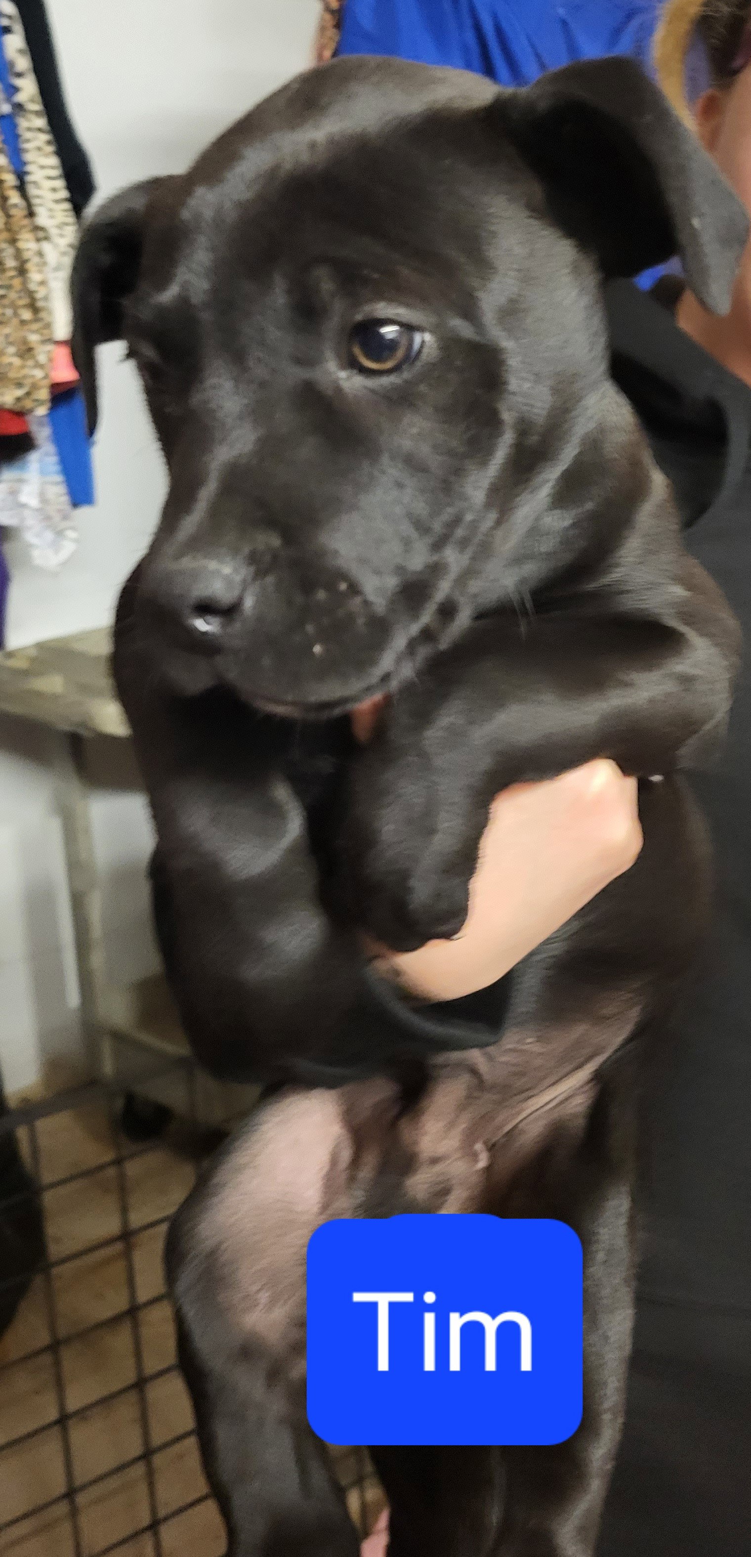 Dog for Adoption - (PENDING)Tim - 12 week old male lab pup, a Labrador ...