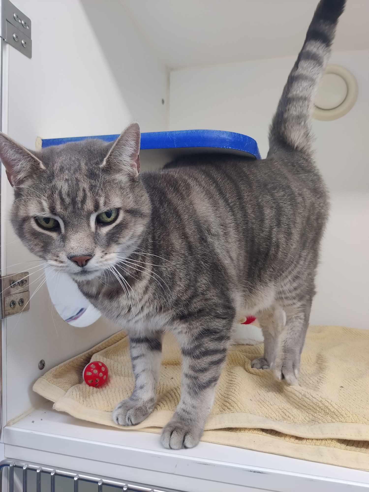 Cats for Adoption in Stoughton, Massachusetts | Alpha Paw