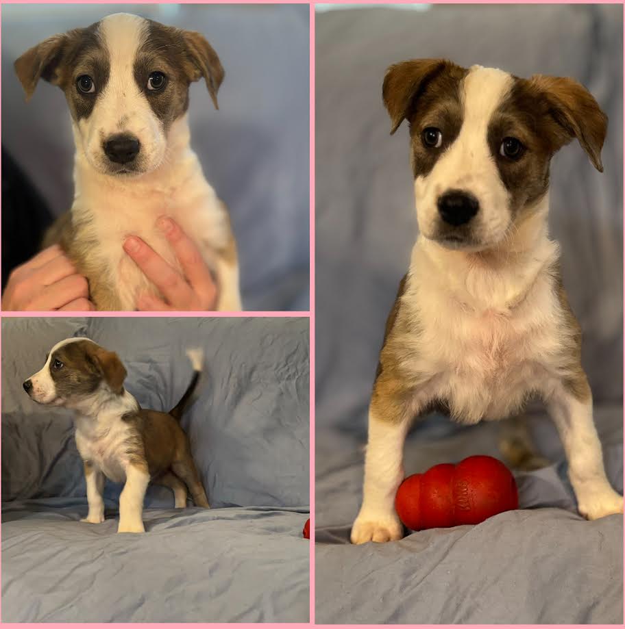 Dog for Adoption - (pending) Skittles - 12 Weeks (AVL 6/1), a Labrador ...