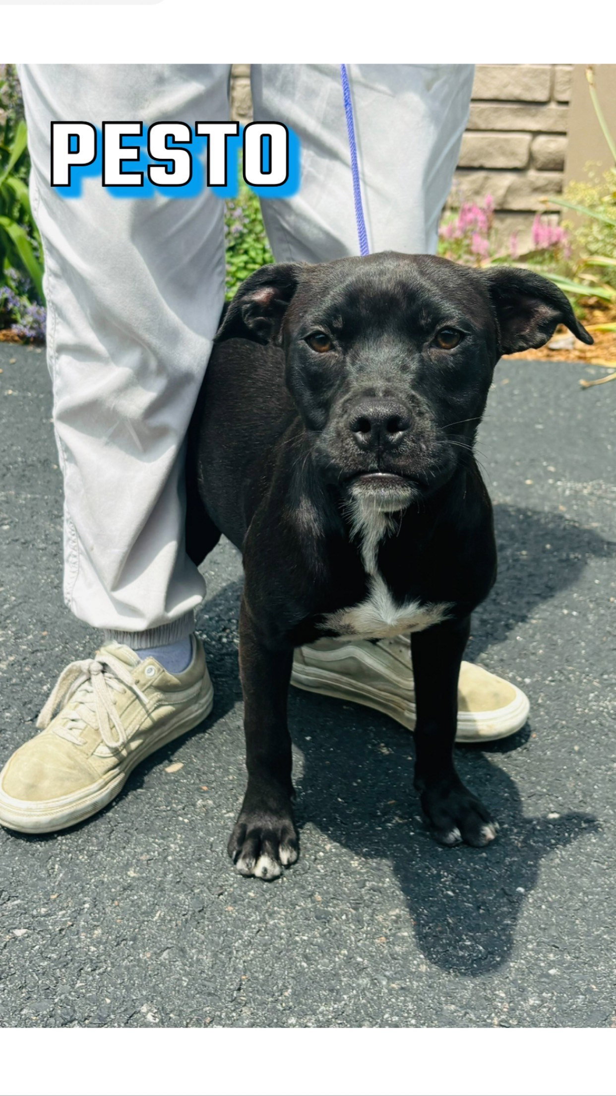 Dog for Adoption - Pesto - Lab Mix 4 Months, a Labrador Retriever in ...