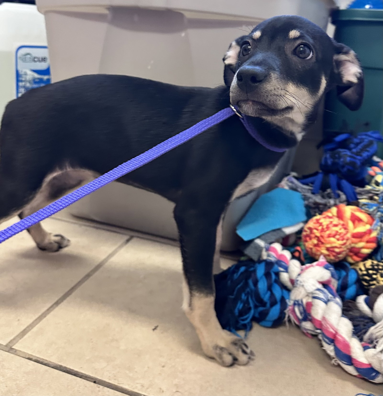 Dog for Adoption - Delilah 10 weeks, a Jack Russell Terrier in Ludlow ...