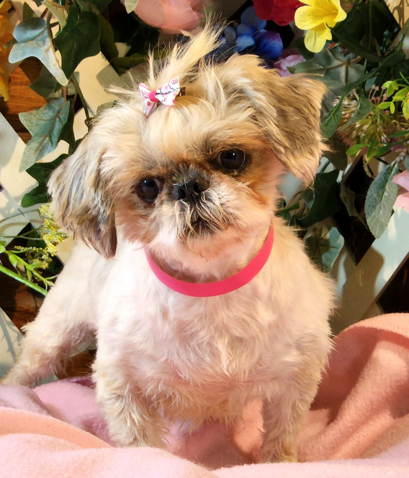 Dog for Adoption - Dinky, a Shih Tzu in Rifle, CO | Alpha Paw