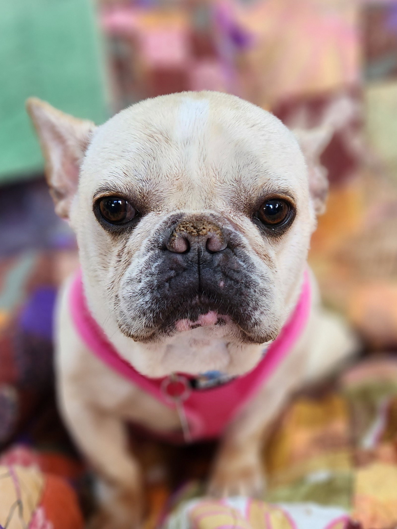 Dog for Adoption - Fay, a French Bulldog in Castle Rock, CO | Alpha Paw