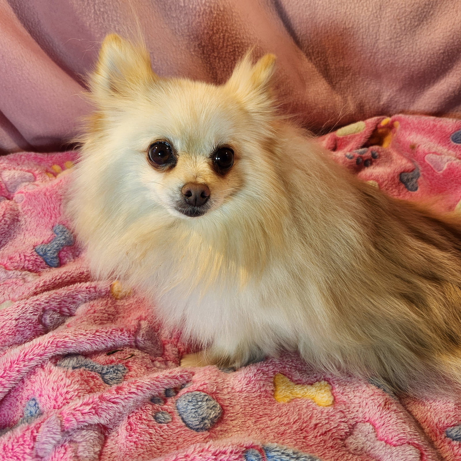 Dog for Adoption - Butter Bean, a Pomeranian in Manitou Springs, CO ...