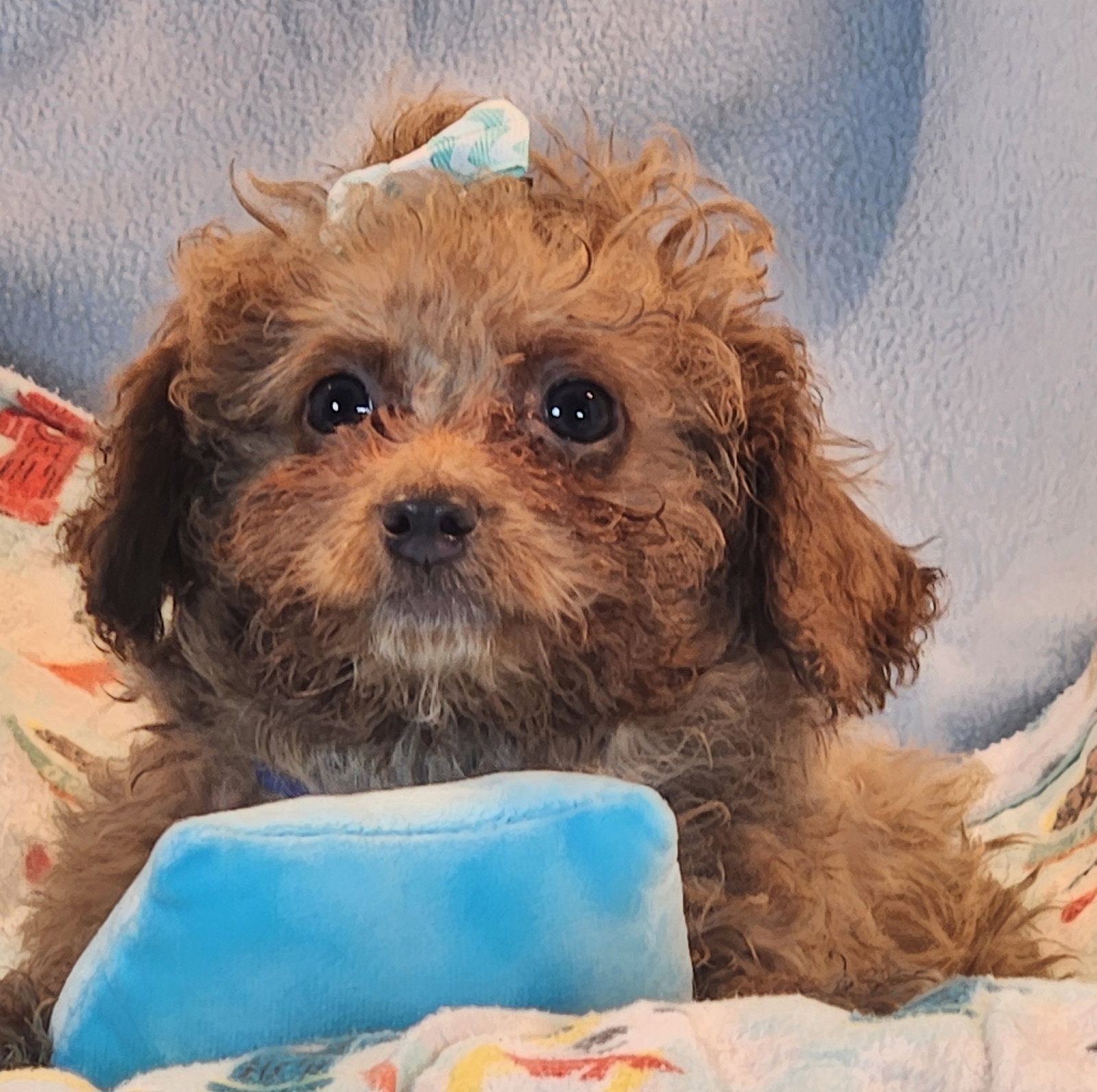 Dog for Adoption - Benji, a Cockapoo in Manitou Springs, CO | Alpha Paw