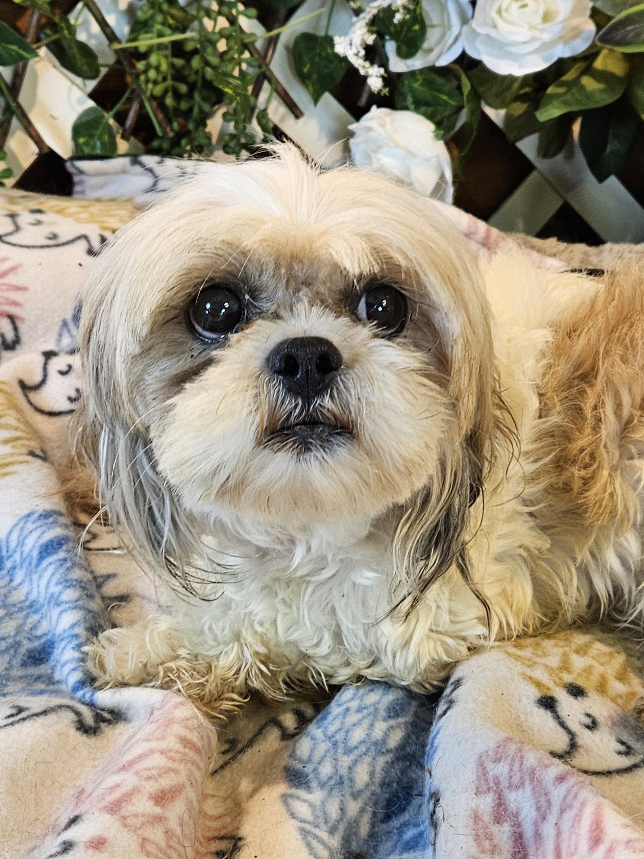 Dog for Adoption - Shelby, a Shih Tzu in Manitou Springs, CO | Alpha Paw