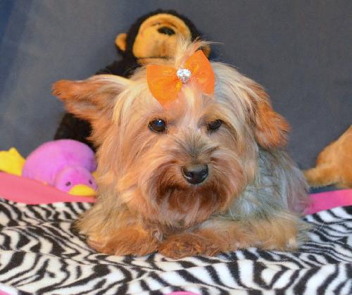 Dog for Adoption - Marcy, a Yorkshire Terrier Yorkie in Holyoke, CO ...