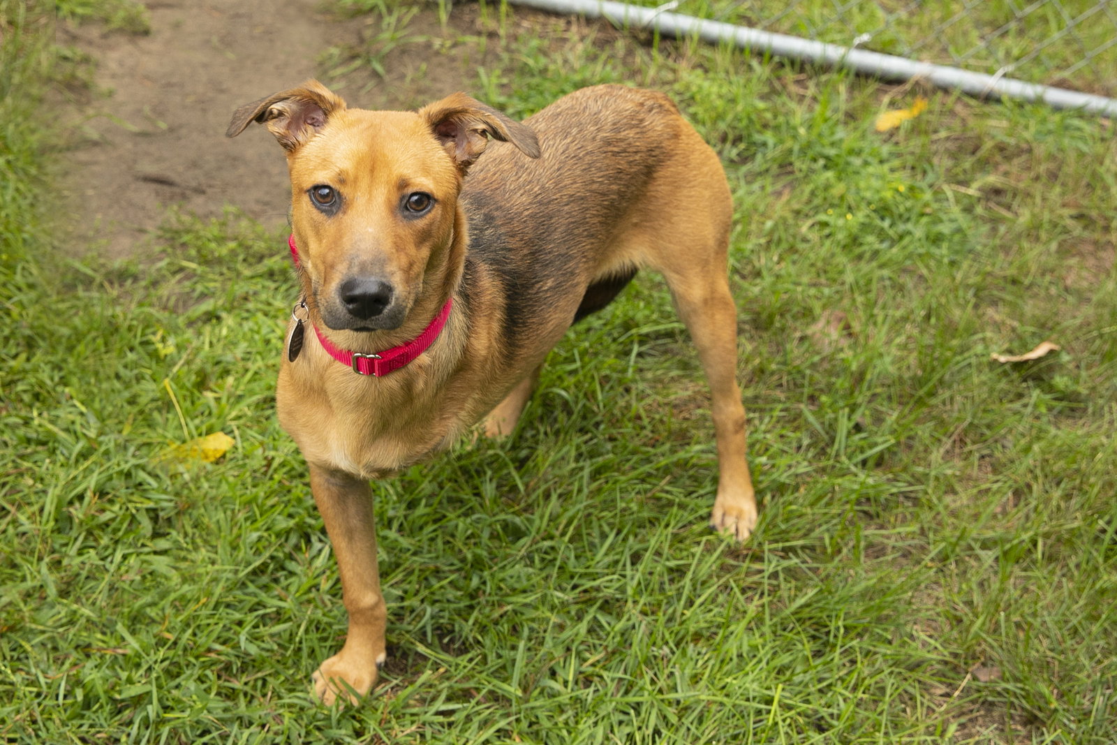 Dog for Adoption - Junebug, a Labrador Retriever in Blaine, MN | Alpha Paw