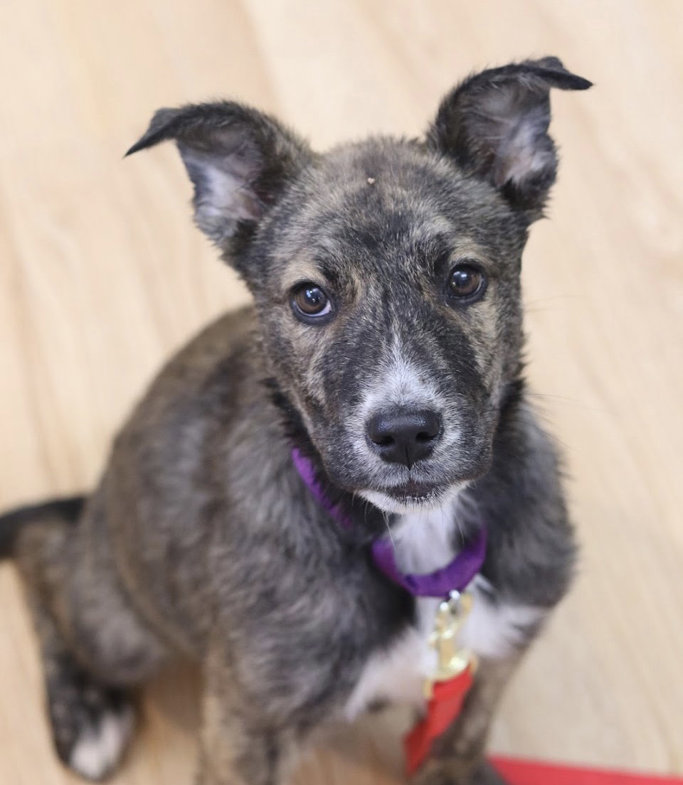 Dog for Adoption - Charmaine, a German Shepherd Dog in Little Falls, MN ...