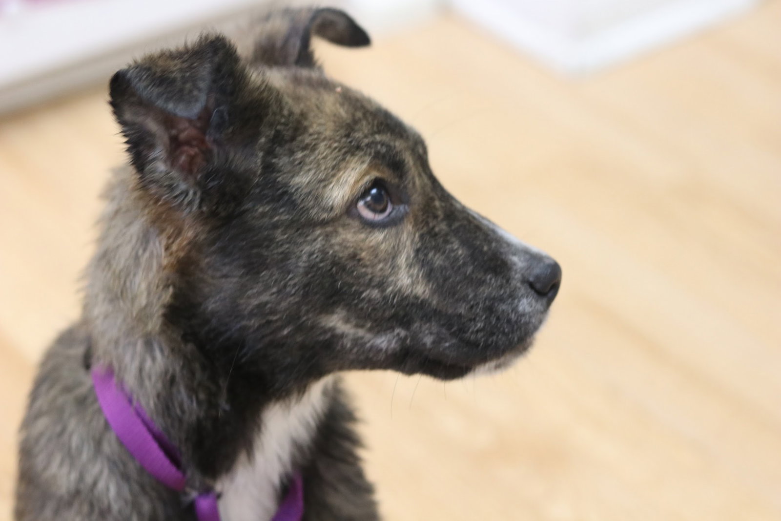 Dog for Adoption - Charmaine, a German Shepherd Dog in Little Falls, MN ...