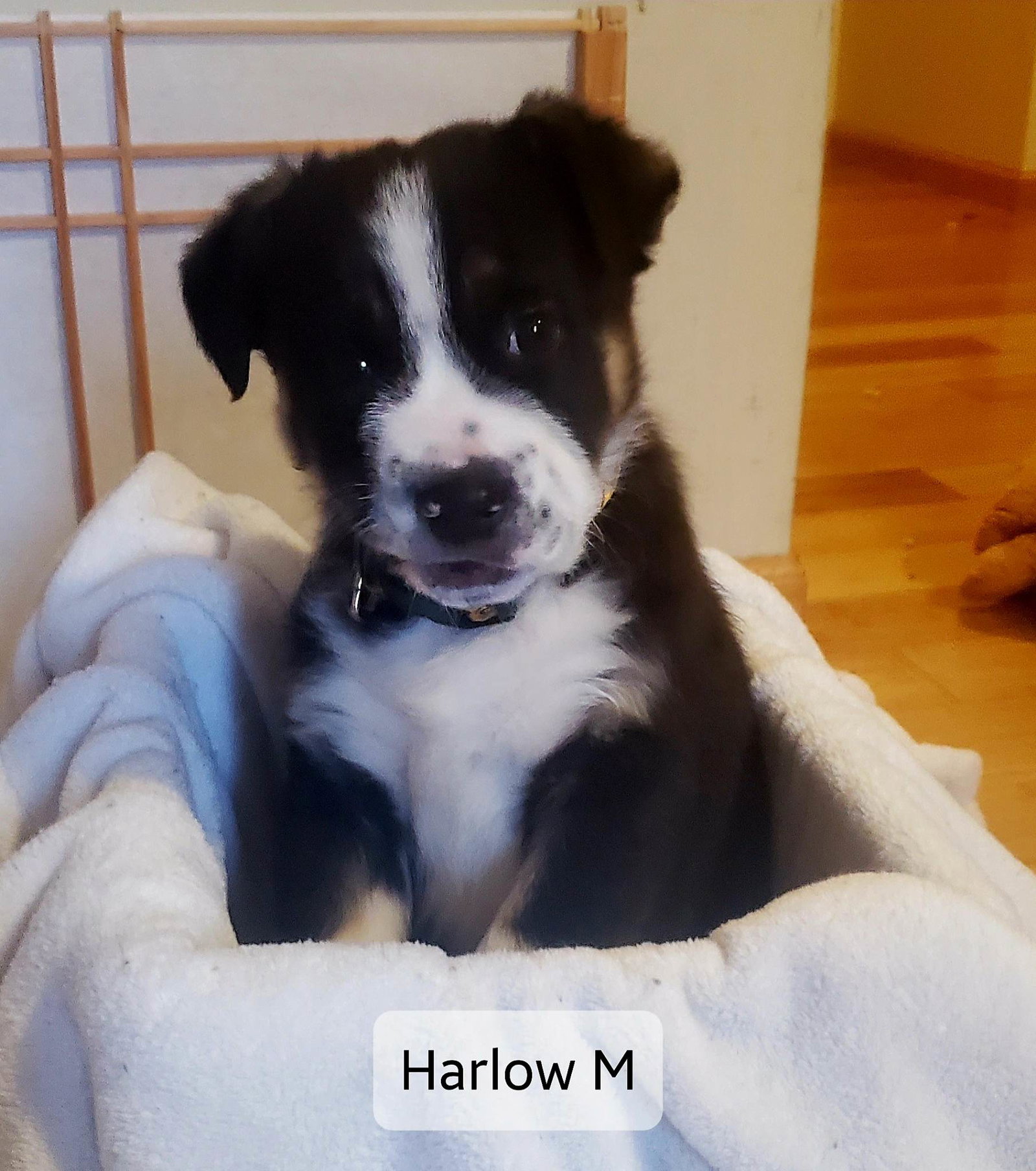 Dog for Adoption - Harlow, a German Shepherd Dog in Waite Park, MN ...