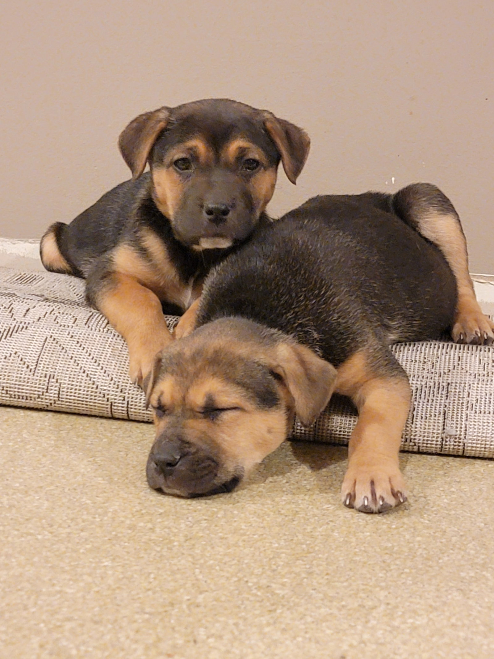 Dog for Adoption - Pokey, a German Shepherd Dog in White Bear Lake, MN ...