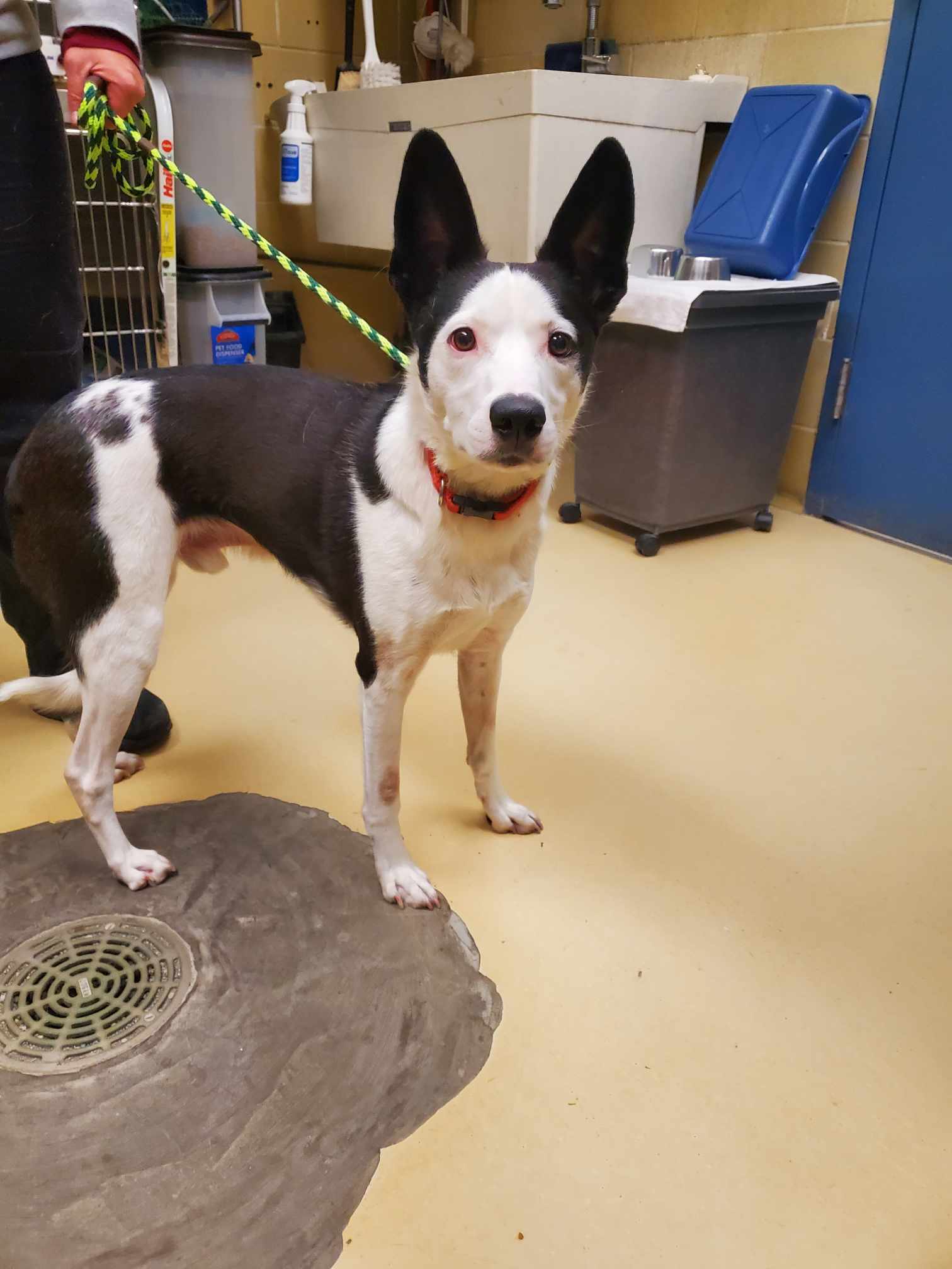 Dog for Adoption - Desmond, a Border Collie in Stearns County, MN ...