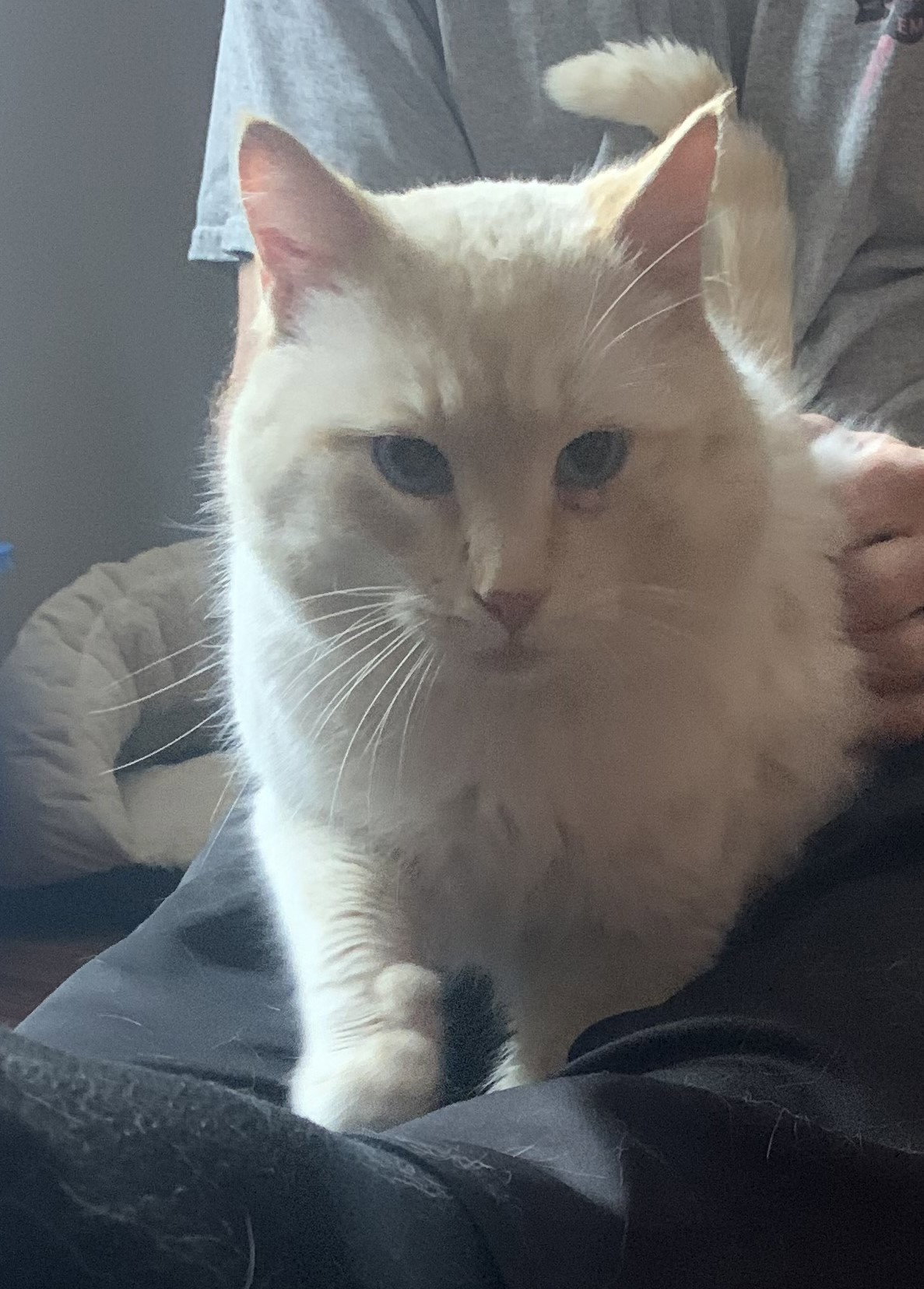 Cats for Adoption in White Bear Lake, Minnesota | Alpha Paw