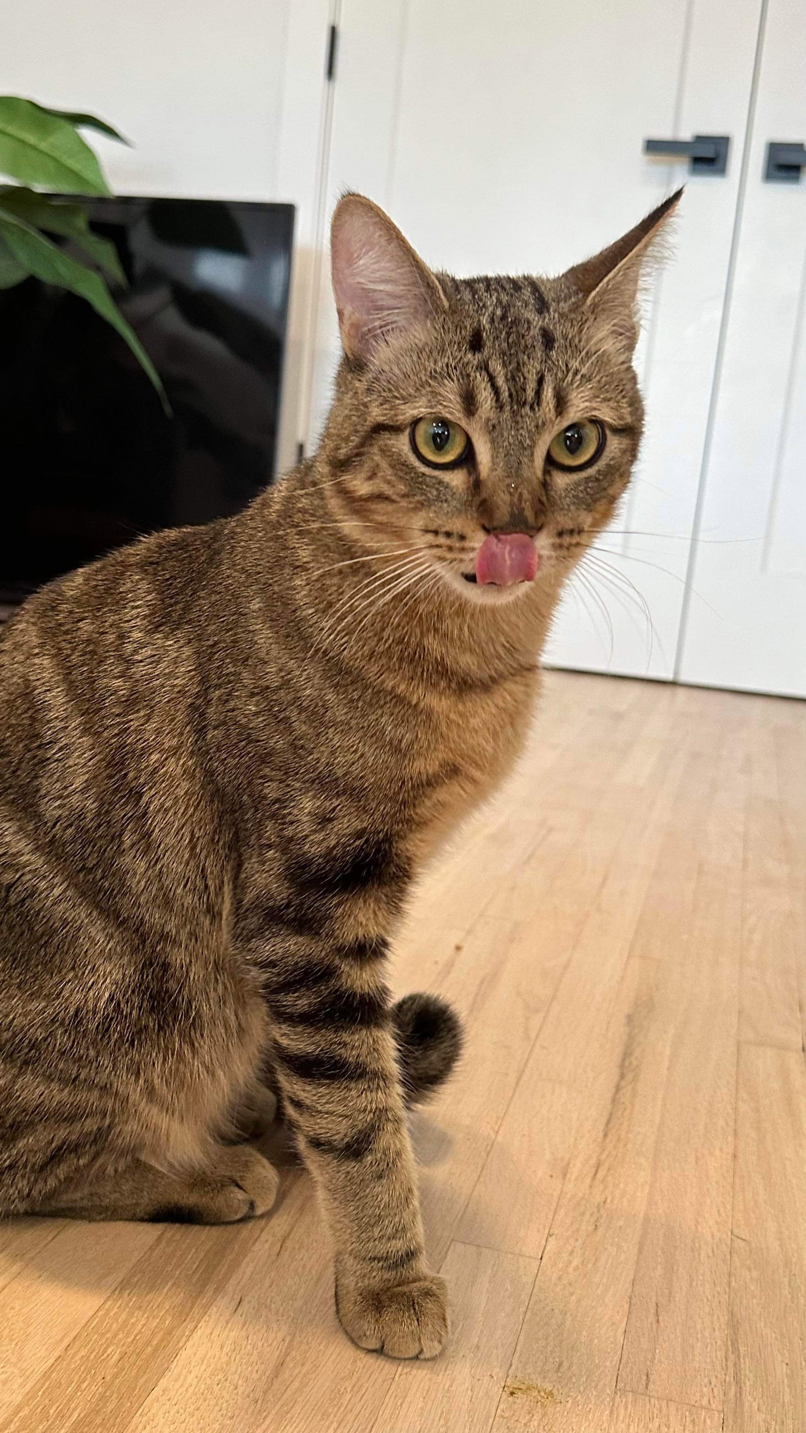 Cats for Adoption in Roseville, Minnesota | Alpha Paw