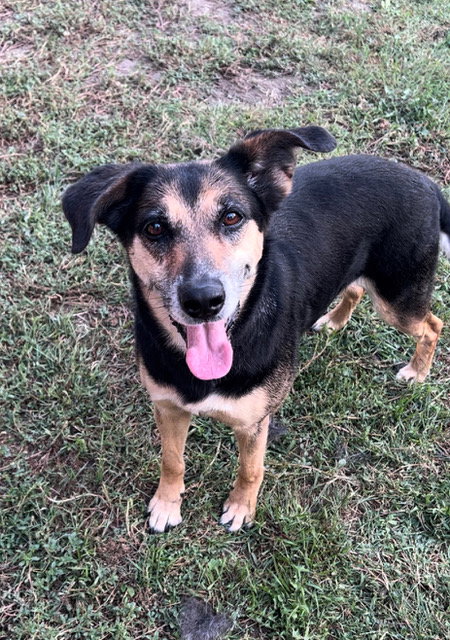 Dog for Adoption - Myla, a German Shepherd Dog in Buffalo, MN | Alpha Paw