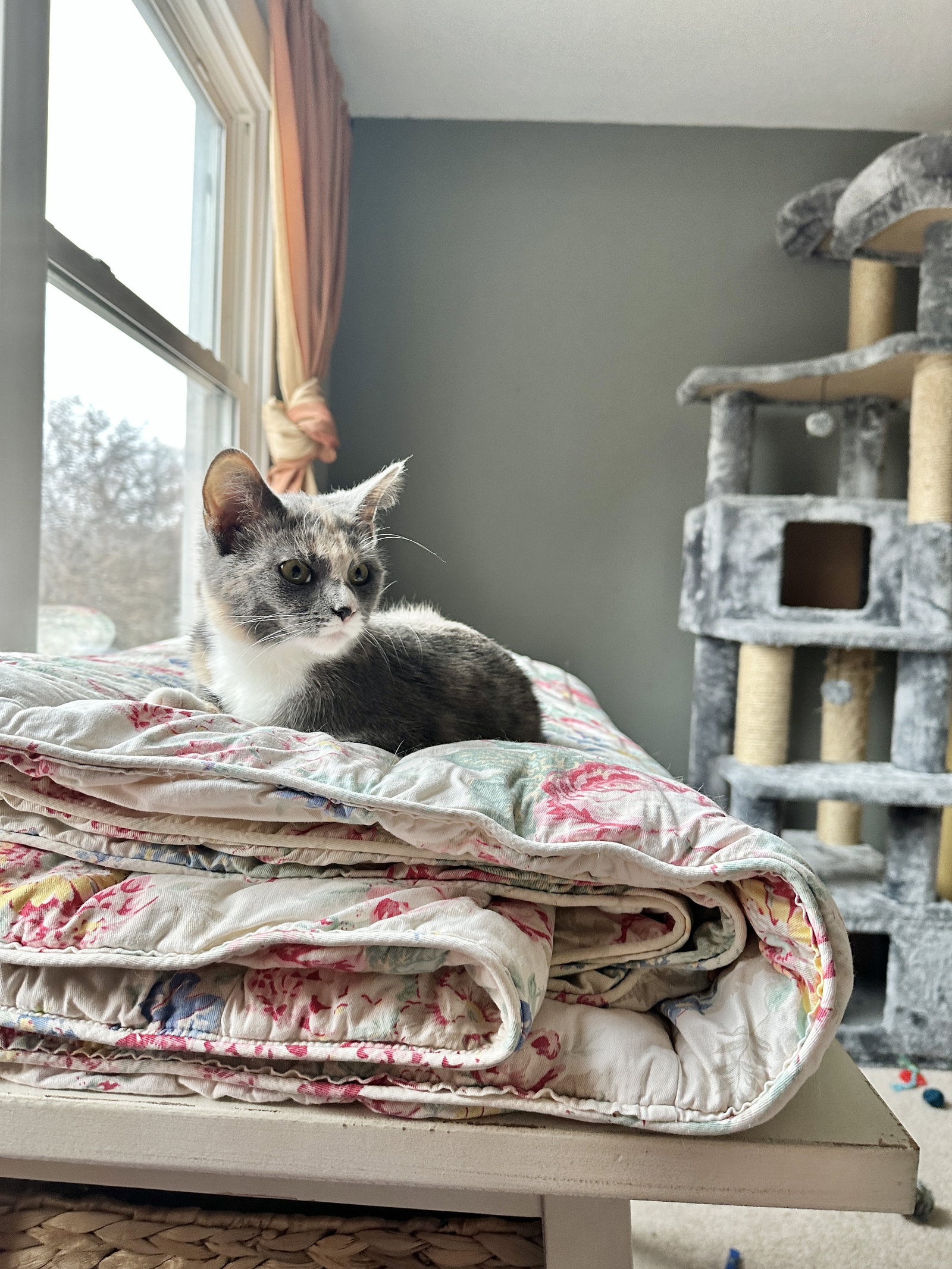Cats for Adoption in Shorewood, Minnesota | Alpha Paw