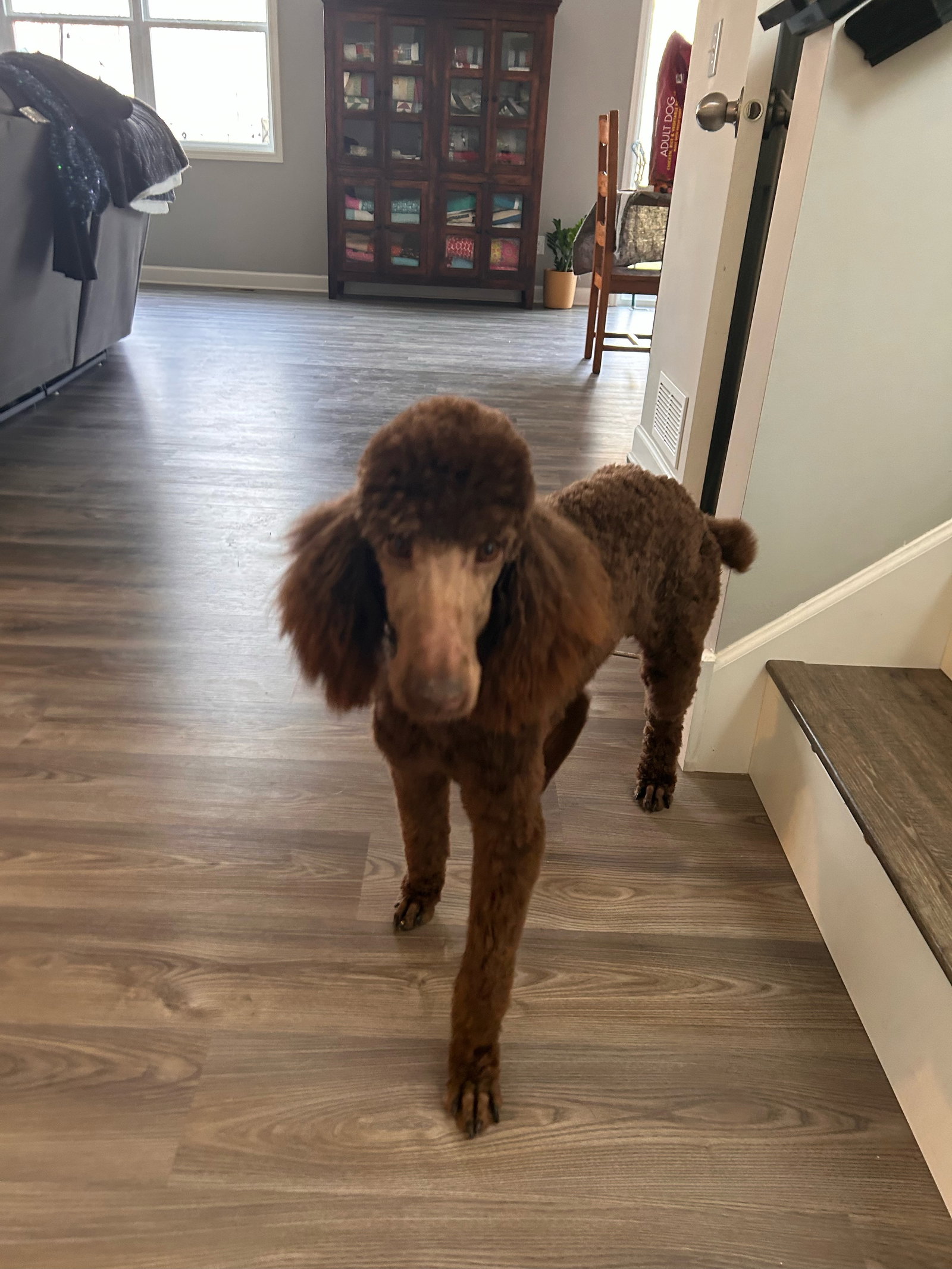 Dog for Adoption - Lorelai, a Poodle (Standard) in Edina, MN | Alpha Paw