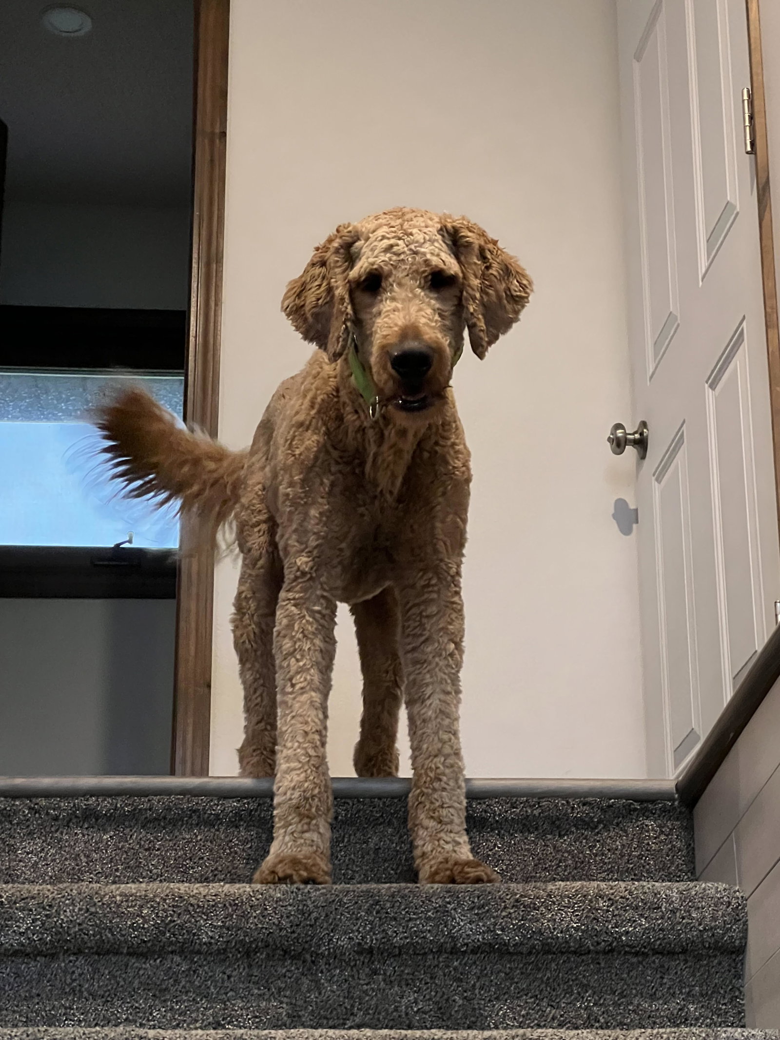 Dog for Adoption - Auggie, a Poodle (Standard) in Foley, MN | Alpha Paw