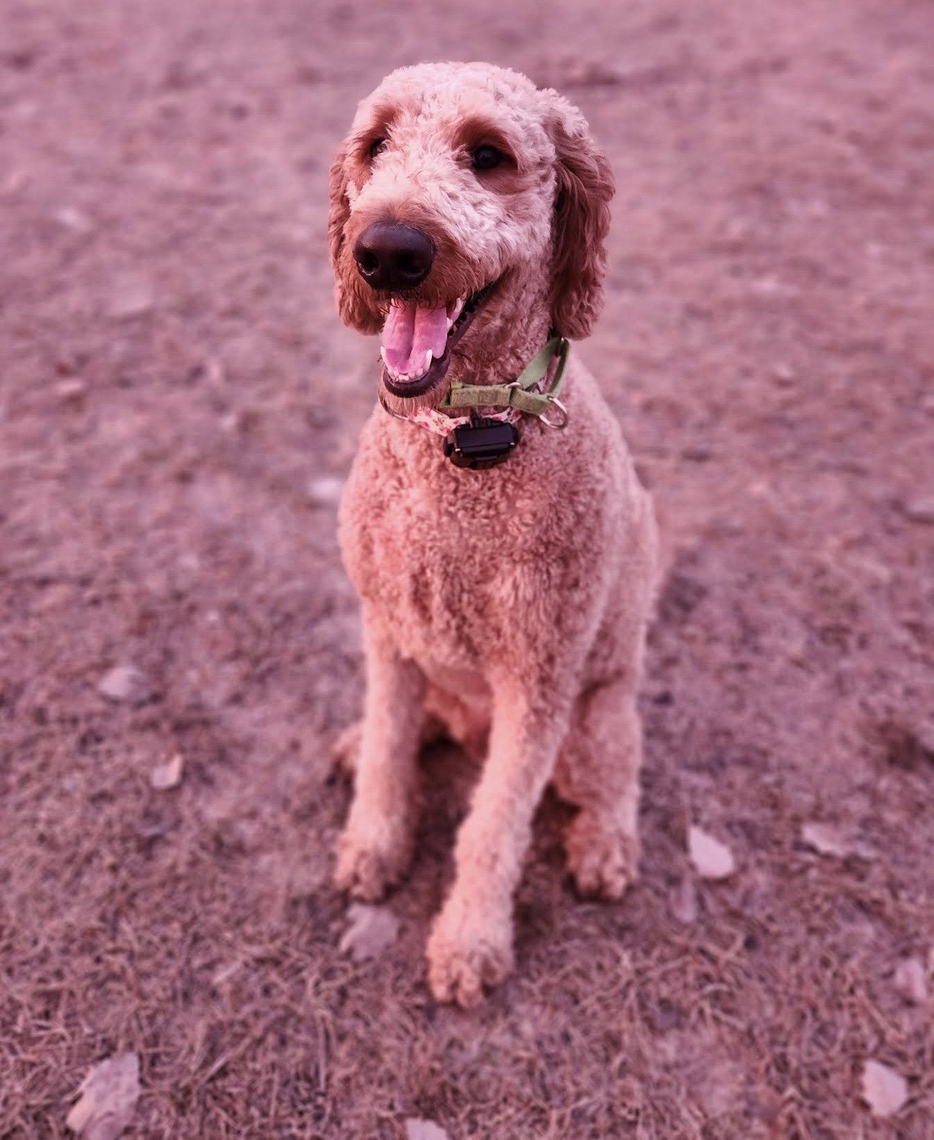 Dog for Adoption - Auggie, a Poodle (Standard) in Foley, MN | Alpha Paw
