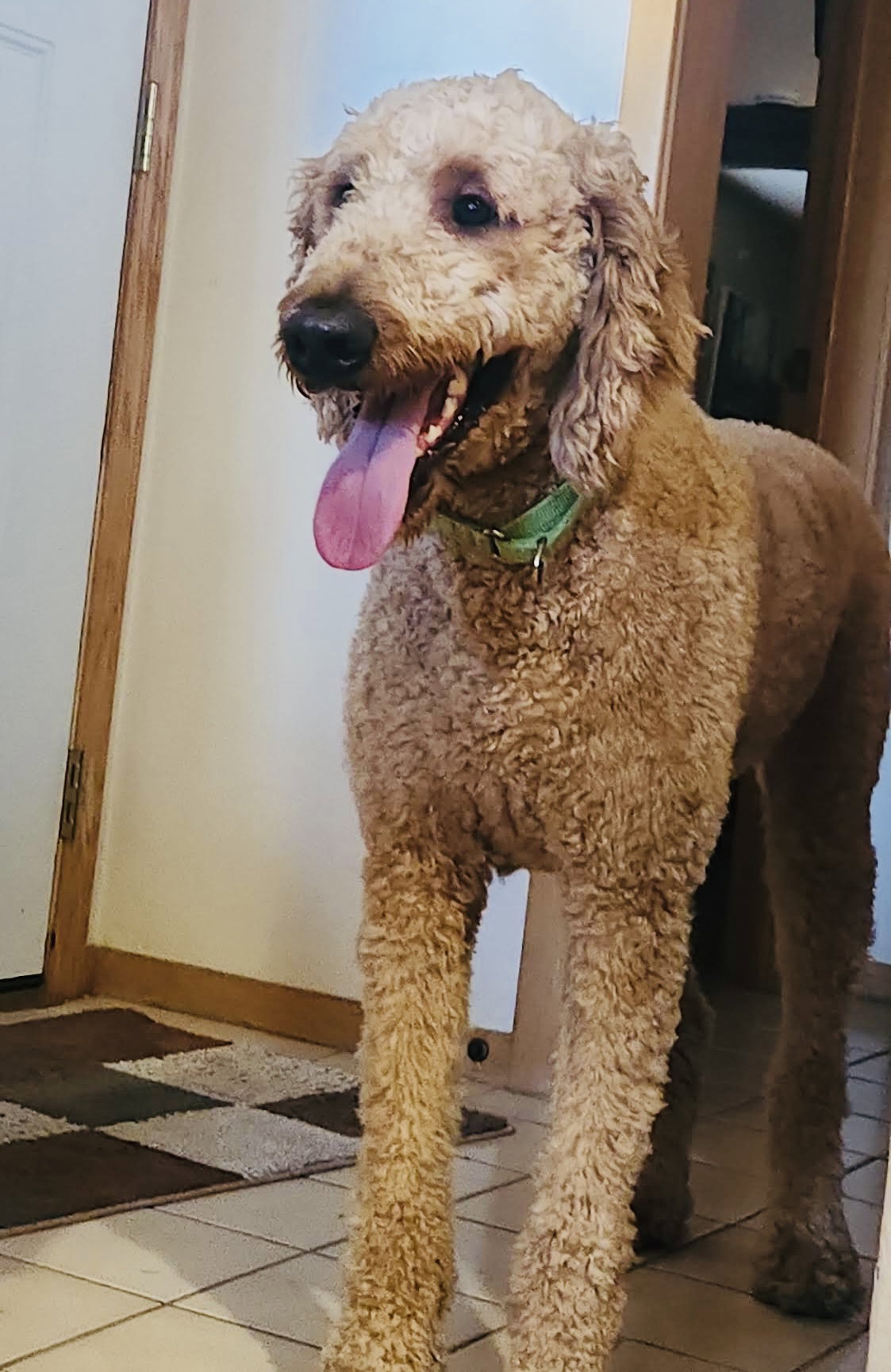 Dog for Adoption - Auggie, a Poodle (Standard) in Foley, MN | Alpha Paw