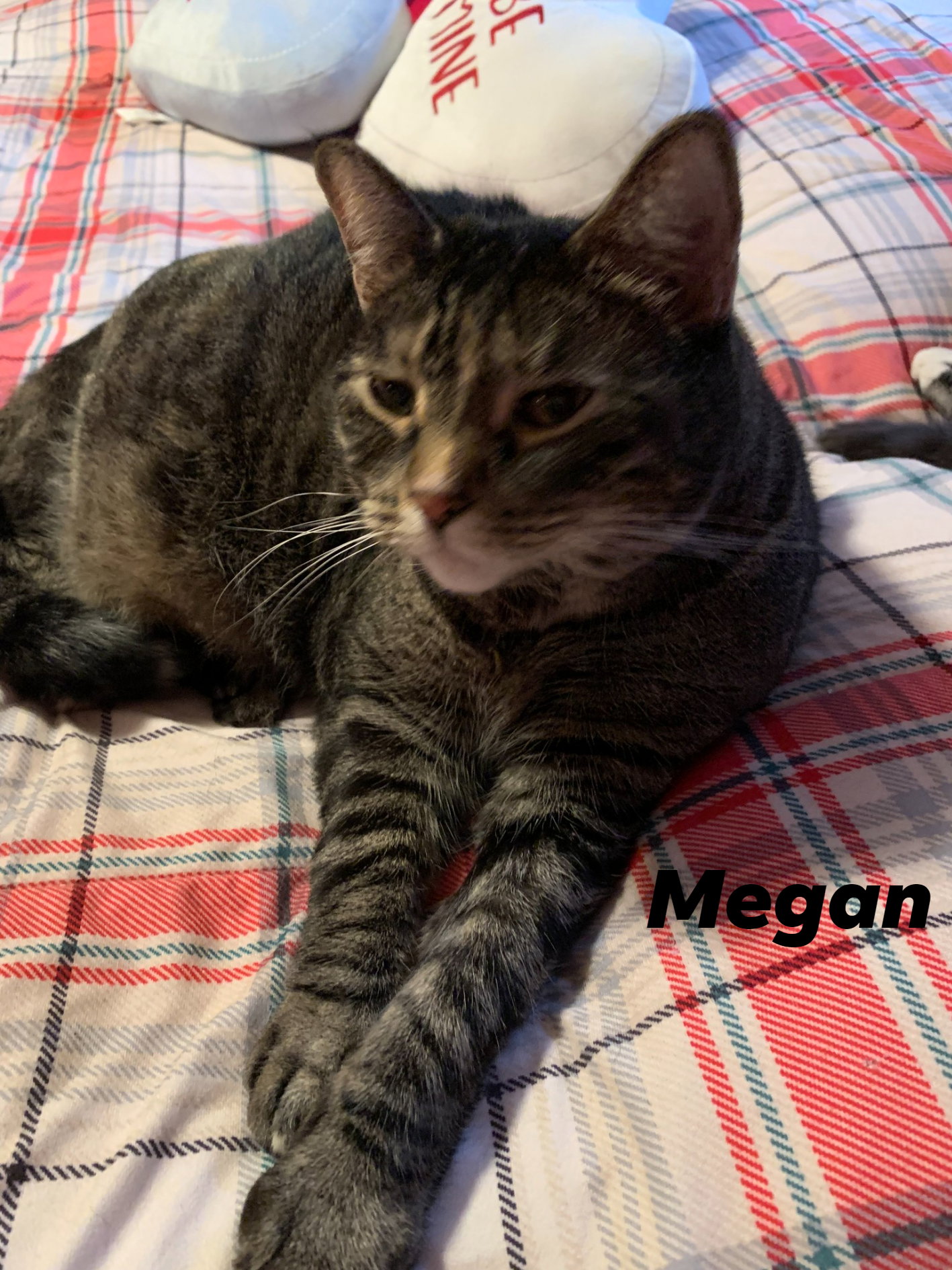Cats for Adoption in Tonka Bay, Minnesota | Alpha Paw