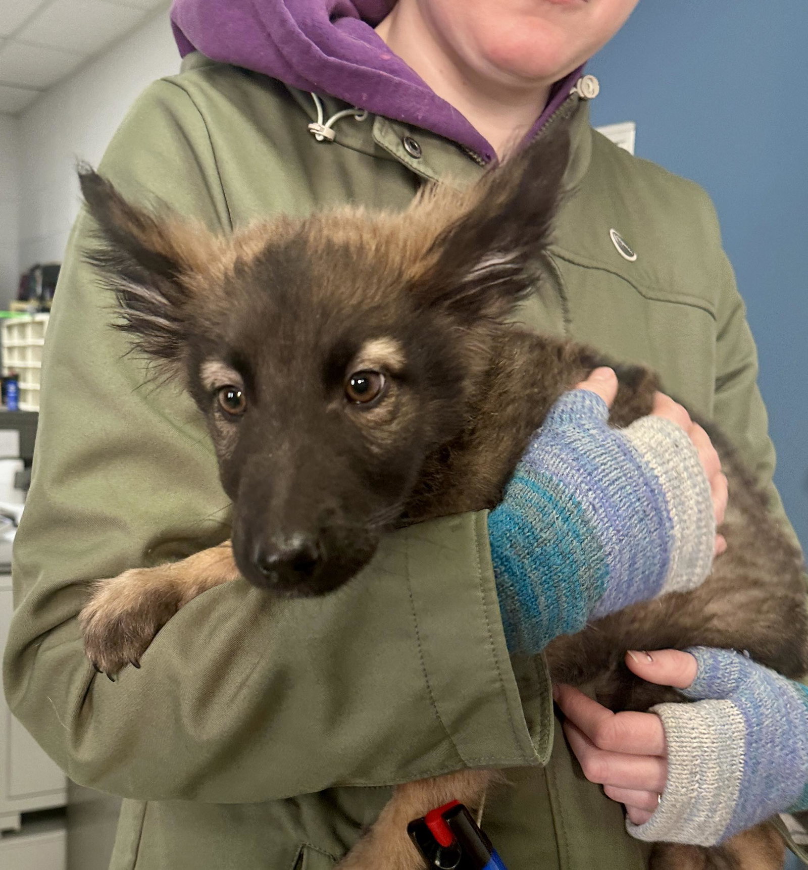 Dog for Adoption - Statler, a German Shepherd Dog in Rockford, MN ...