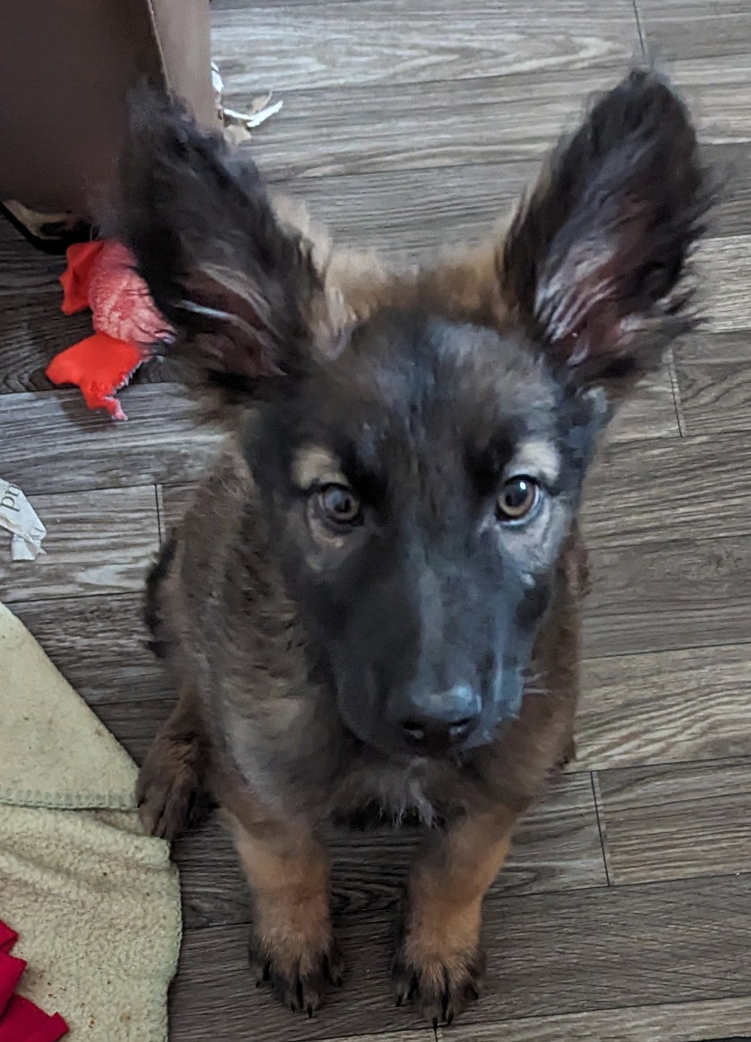 Dog for Adoption - Statler, a German Shepherd Dog in Rockford, MN ...