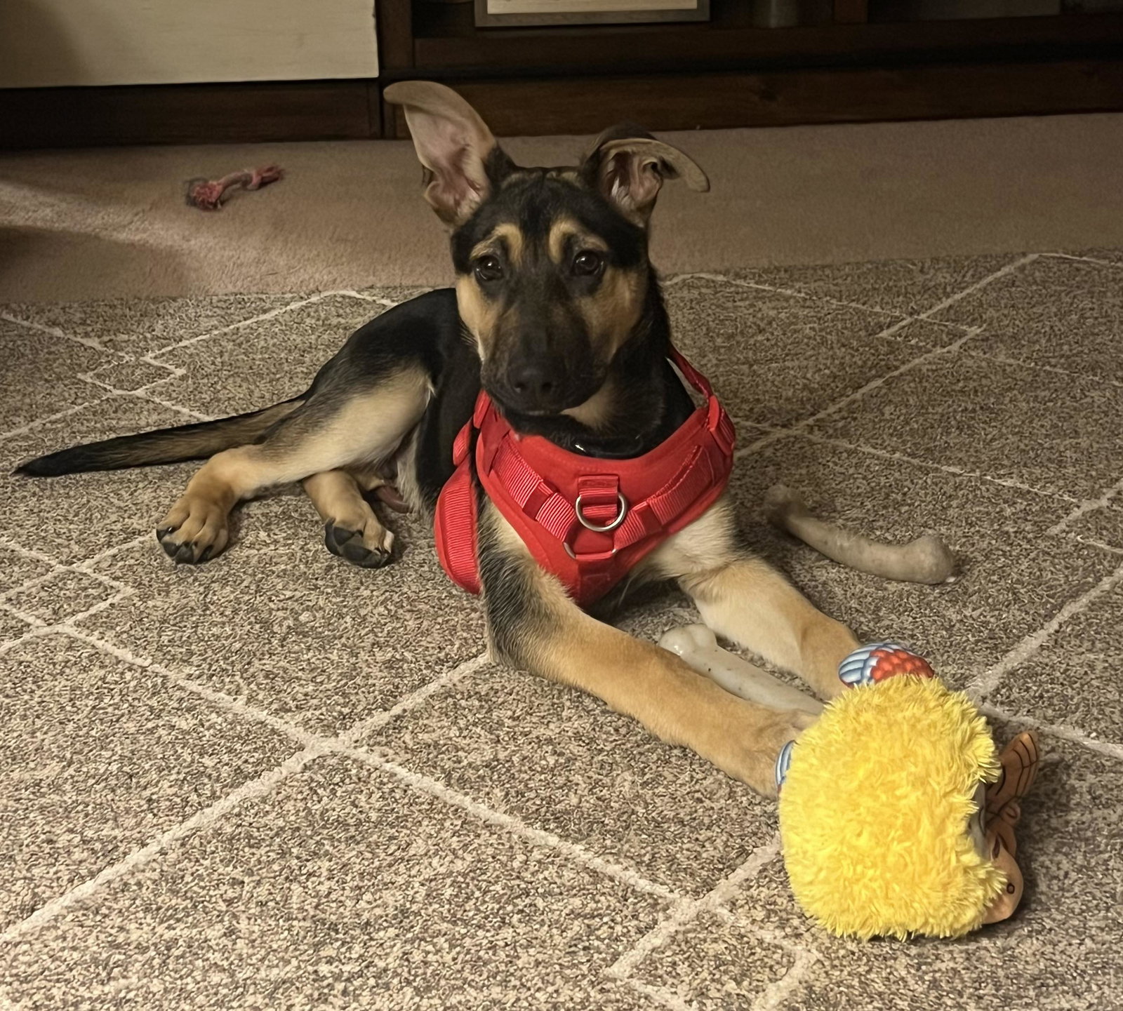 Dog for Adoption - Butler, a German Shepherd Dog in Hinckley, MN ...