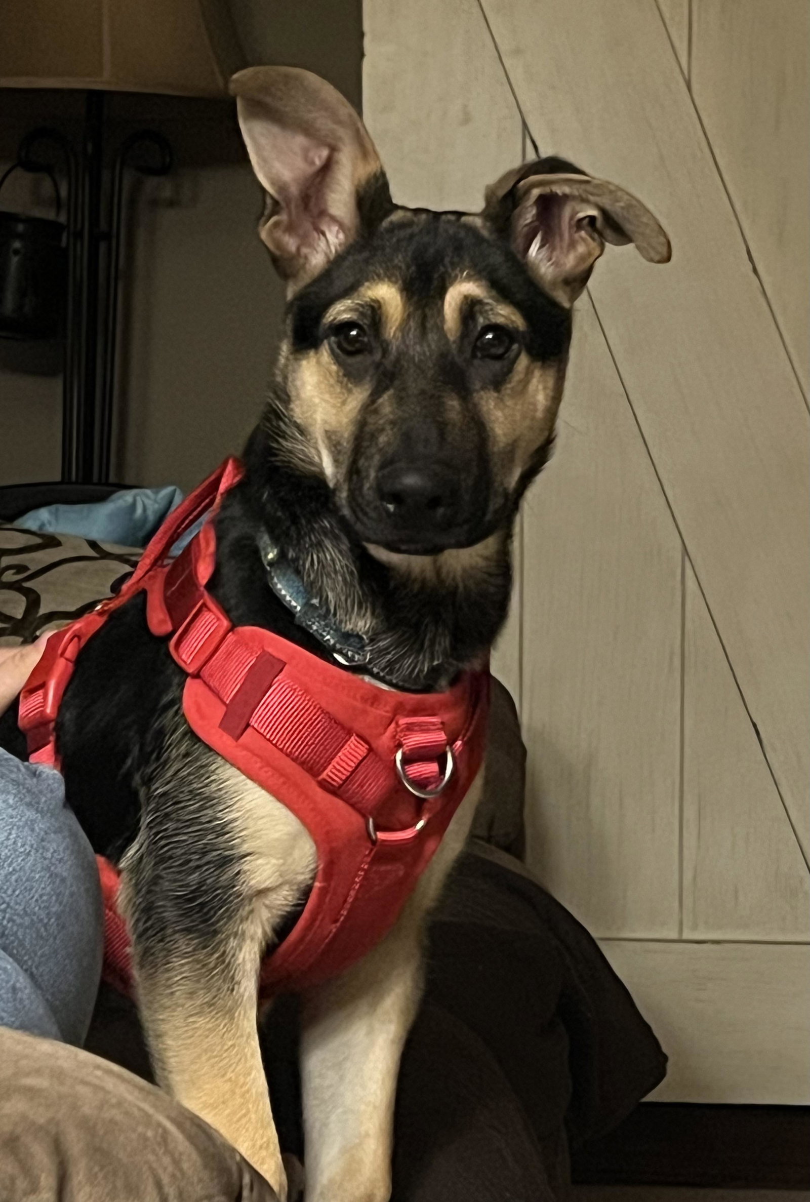 Dog for Adoption - Butler, a German Shepherd Dog in Saint Cloud, MN ...