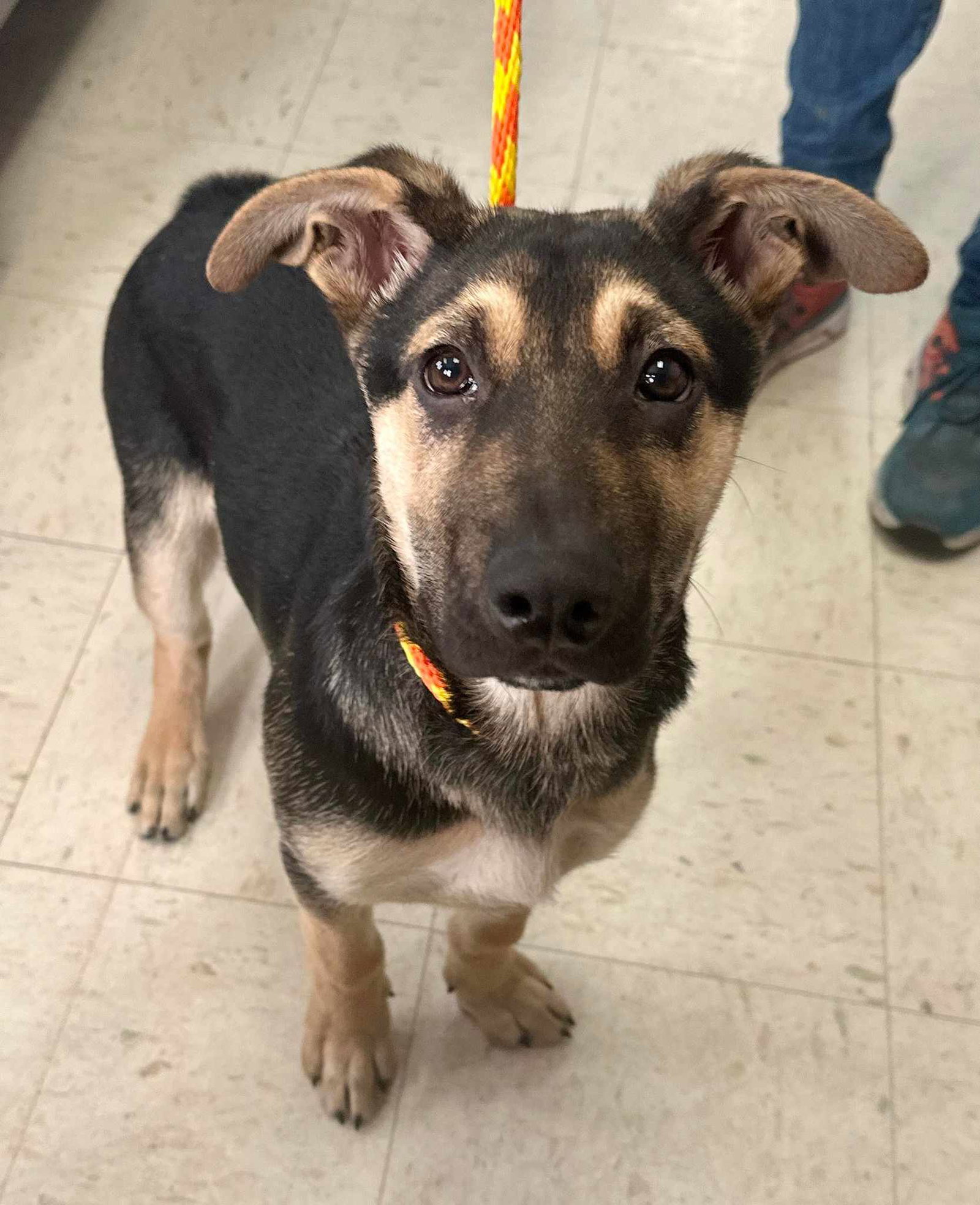 Dog for Adoption - Butler, a German Shepherd Dog in Hinckley, MN ...