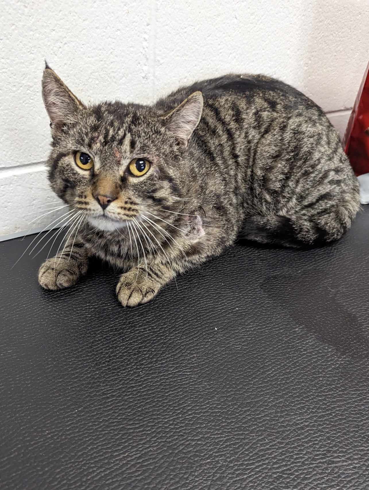 Cats for Adoption in Minneapolis, Minnesota | Alpha Paw
