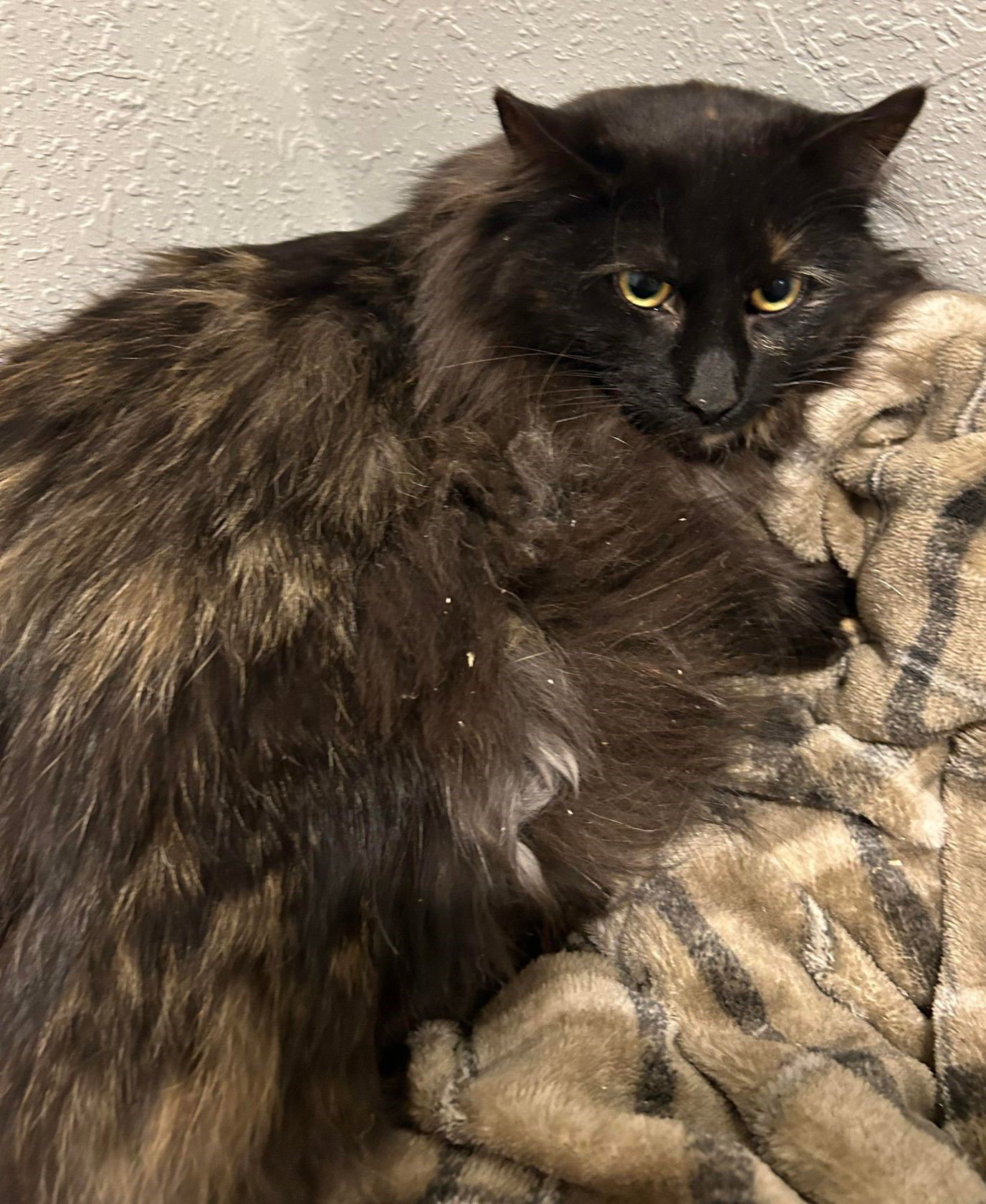 Cats for Adoption in Becker, Minnesota | Alpha Paw