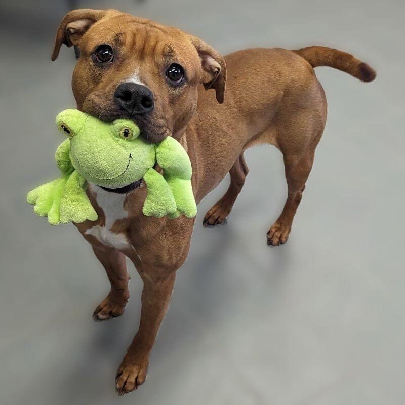 Dog for Adoption - Woofie, a Pit Bull Terrier in Maple Grove, MN ...