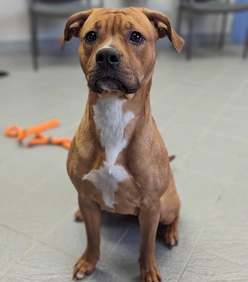 Dog for Adoption - Woofie, a Pit Bull Terrier in Maple Grove, MN ...