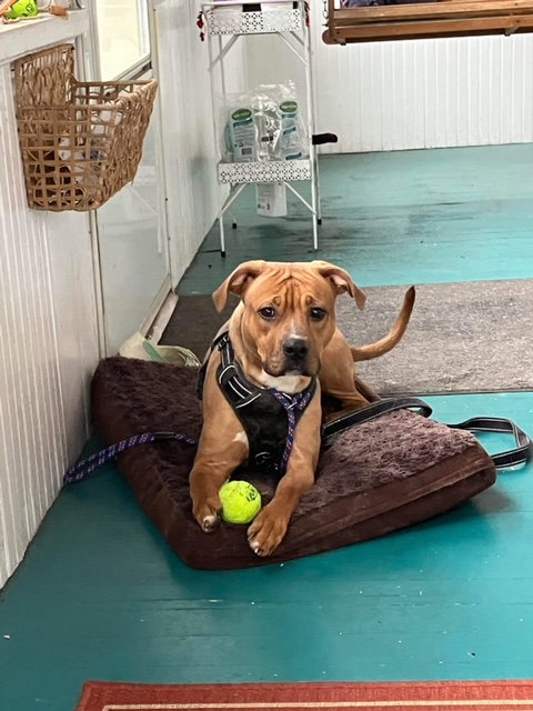 Dog for Adoption - Woofie, a Pit Bull Terrier in Maple Grove, MN ...