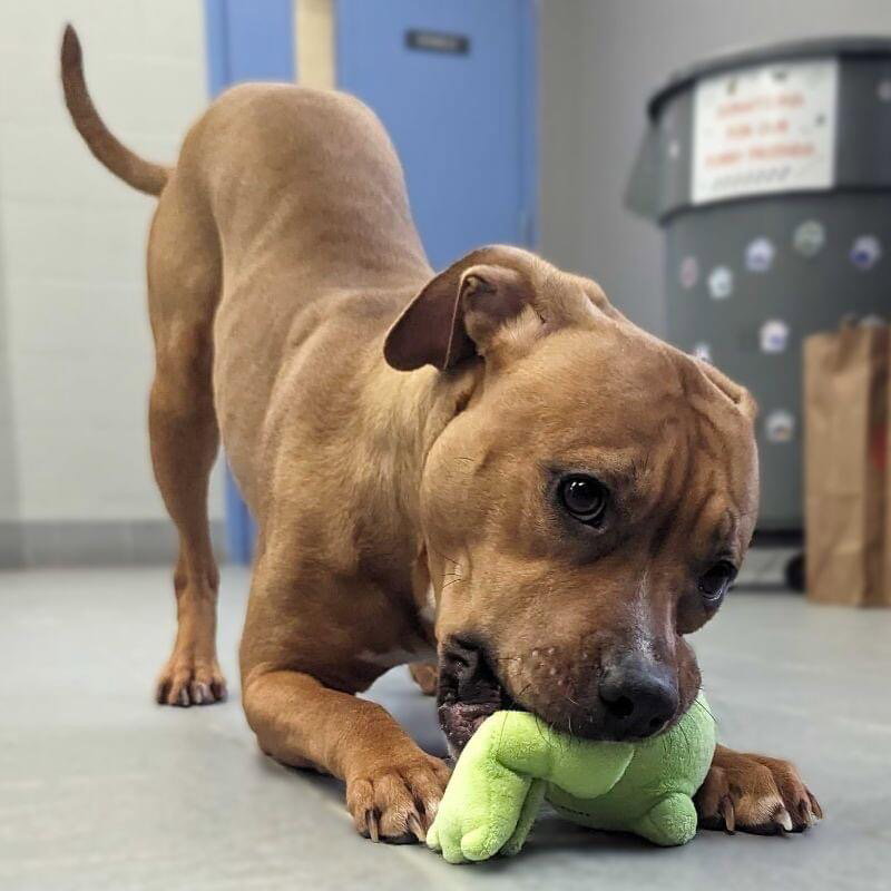 Dog for Adoption - Woofie, a Pit Bull Terrier in Maple Grove, MN ...