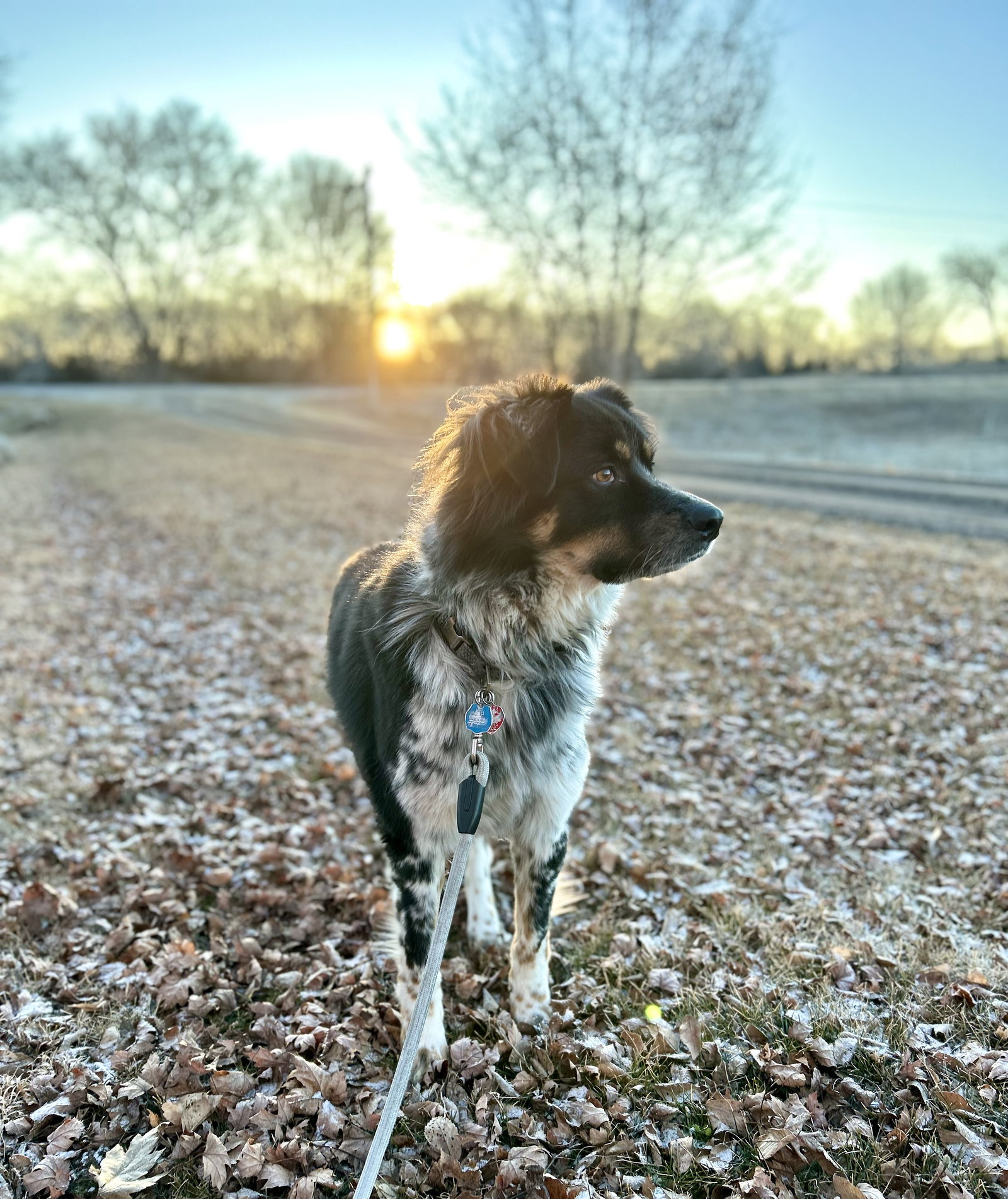 Dog for Adoption - Beau, a Australian Cattle Dog/Blue Heeler in Edina ...