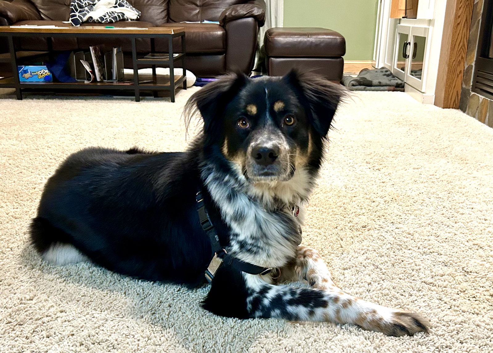 Dog for Adoption - Beau, a Australian Cattle Dog/Blue Heeler in Edina ...
