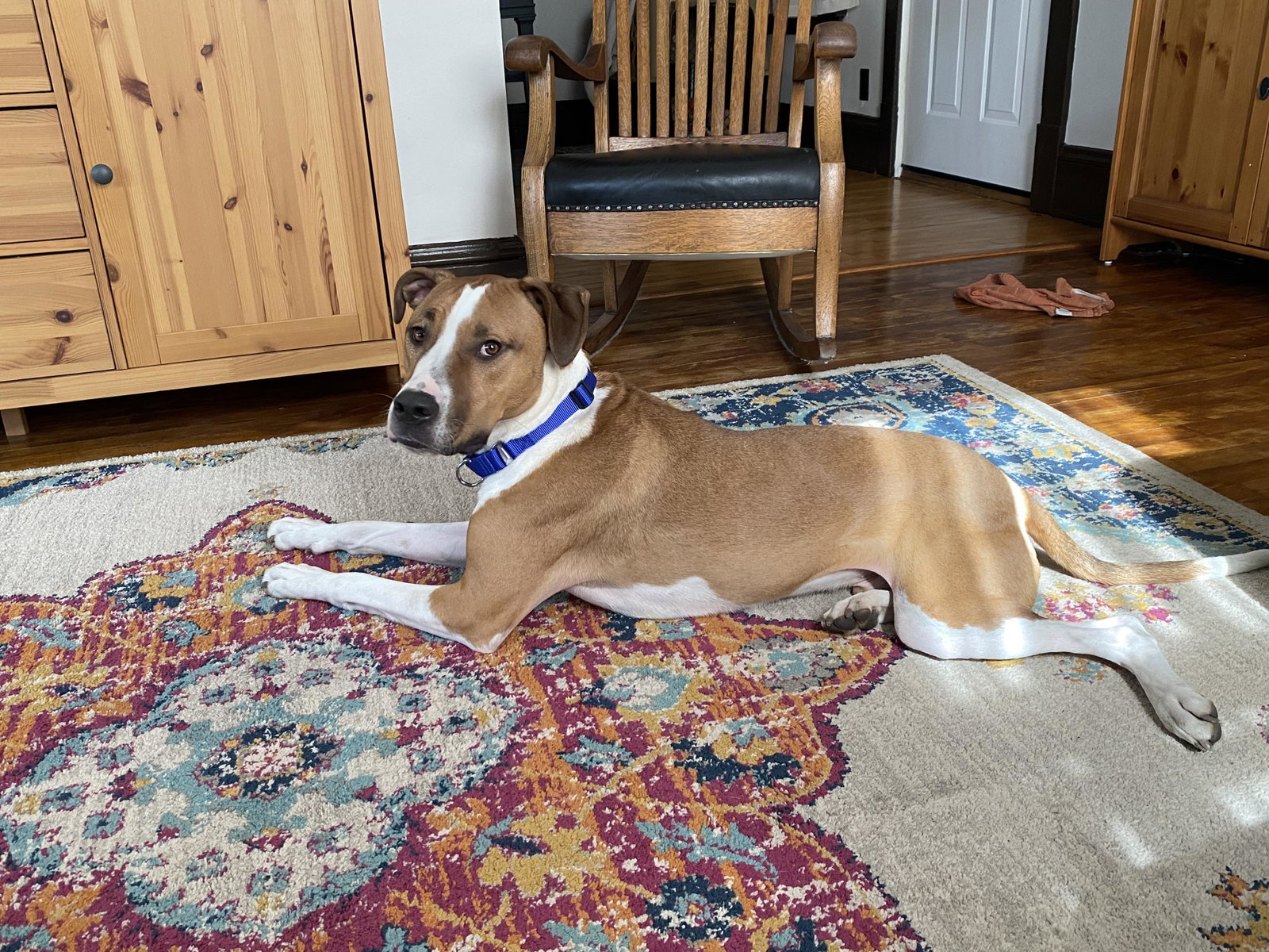 Dog for Adoption - Crosby, a Labrador Retriever in Waite Park, MN ...