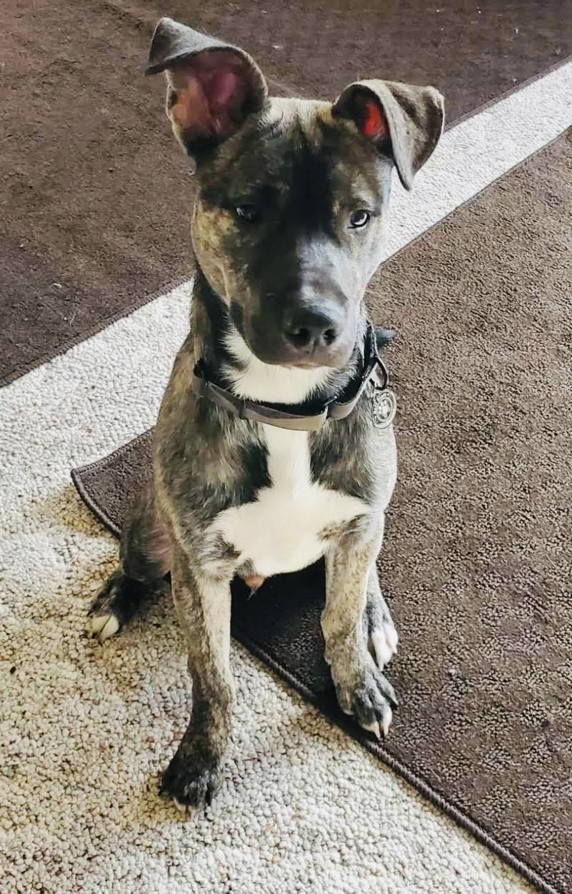 Dog for Adoption - Simon, a Whippet in Stearns County, MN | Alpha Paw
