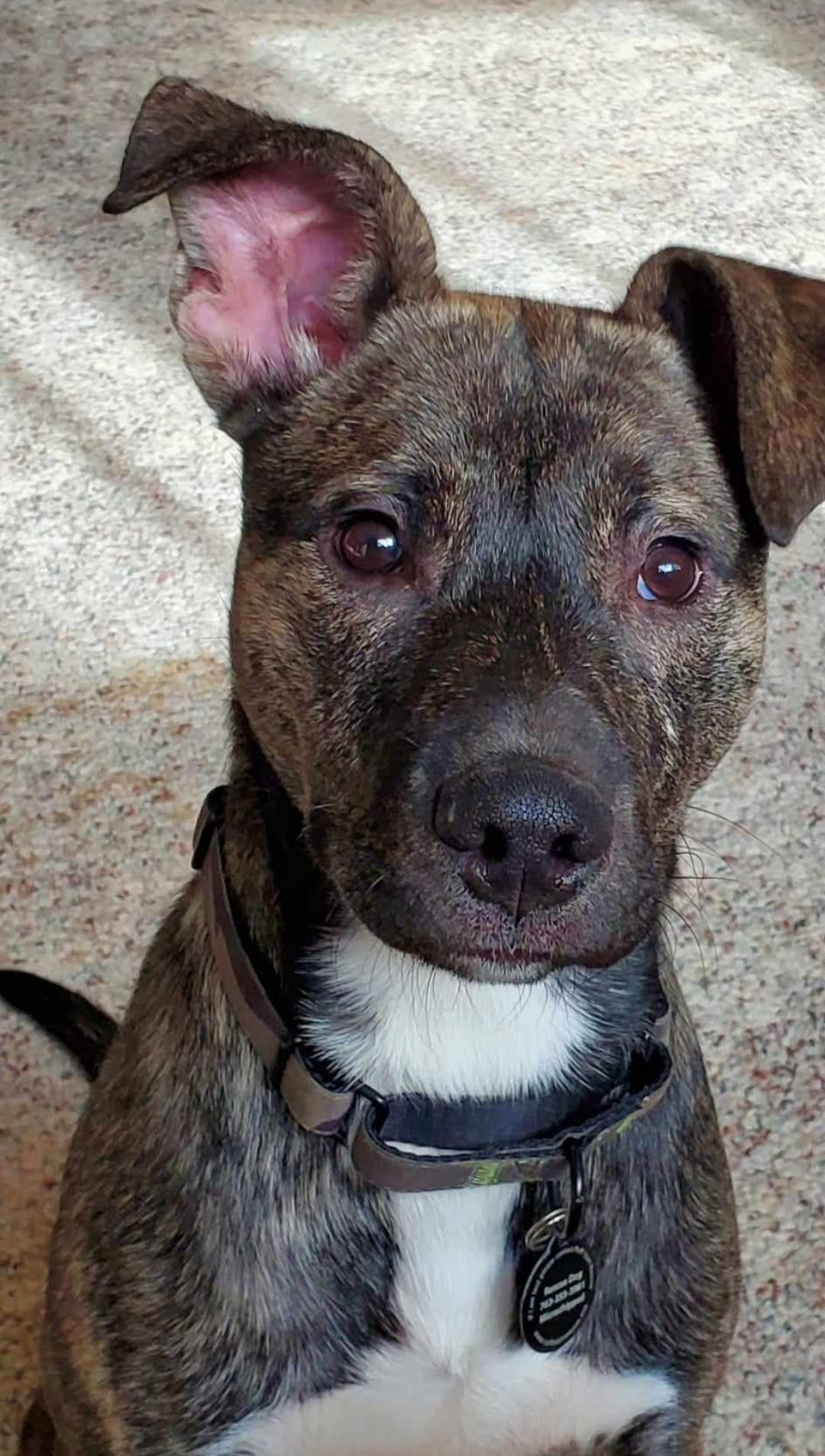 Dog for Adoption - Simon, a Whippet in Stearns County, MN | Alpha Paw