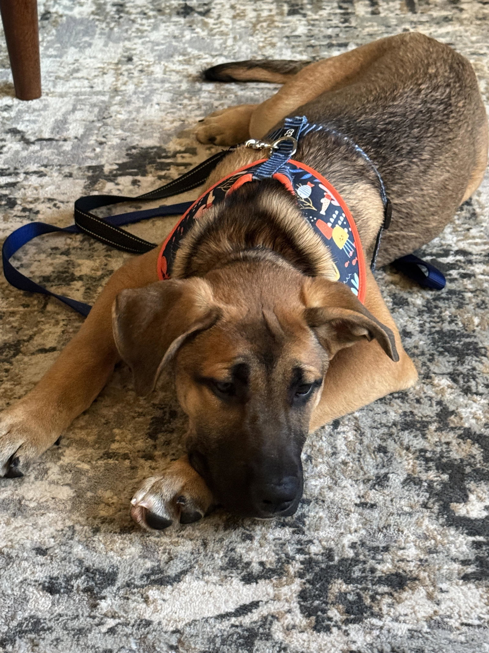 Dog for Adoption - Diego, a German Shepherd Dog in Mille Lacs County ...