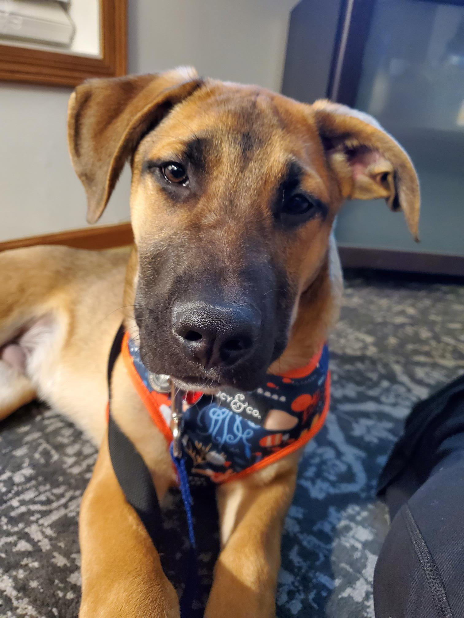 Dog for Adoption - Diego, a German Shepherd Dog in Mille Lacs County ...