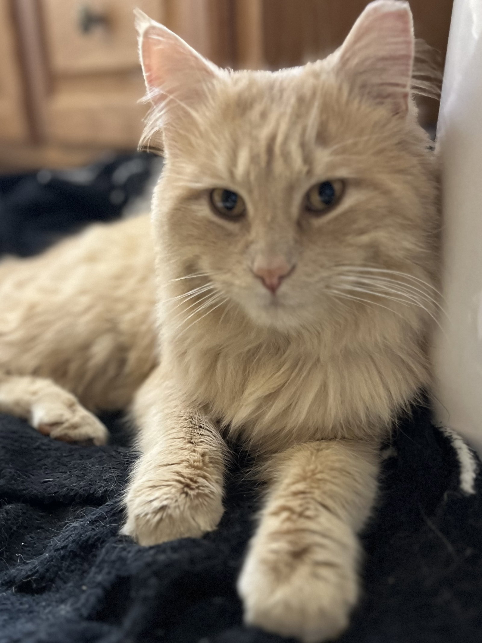 Cats for Adoption in Rogers, Minnesota | Alpha Paw