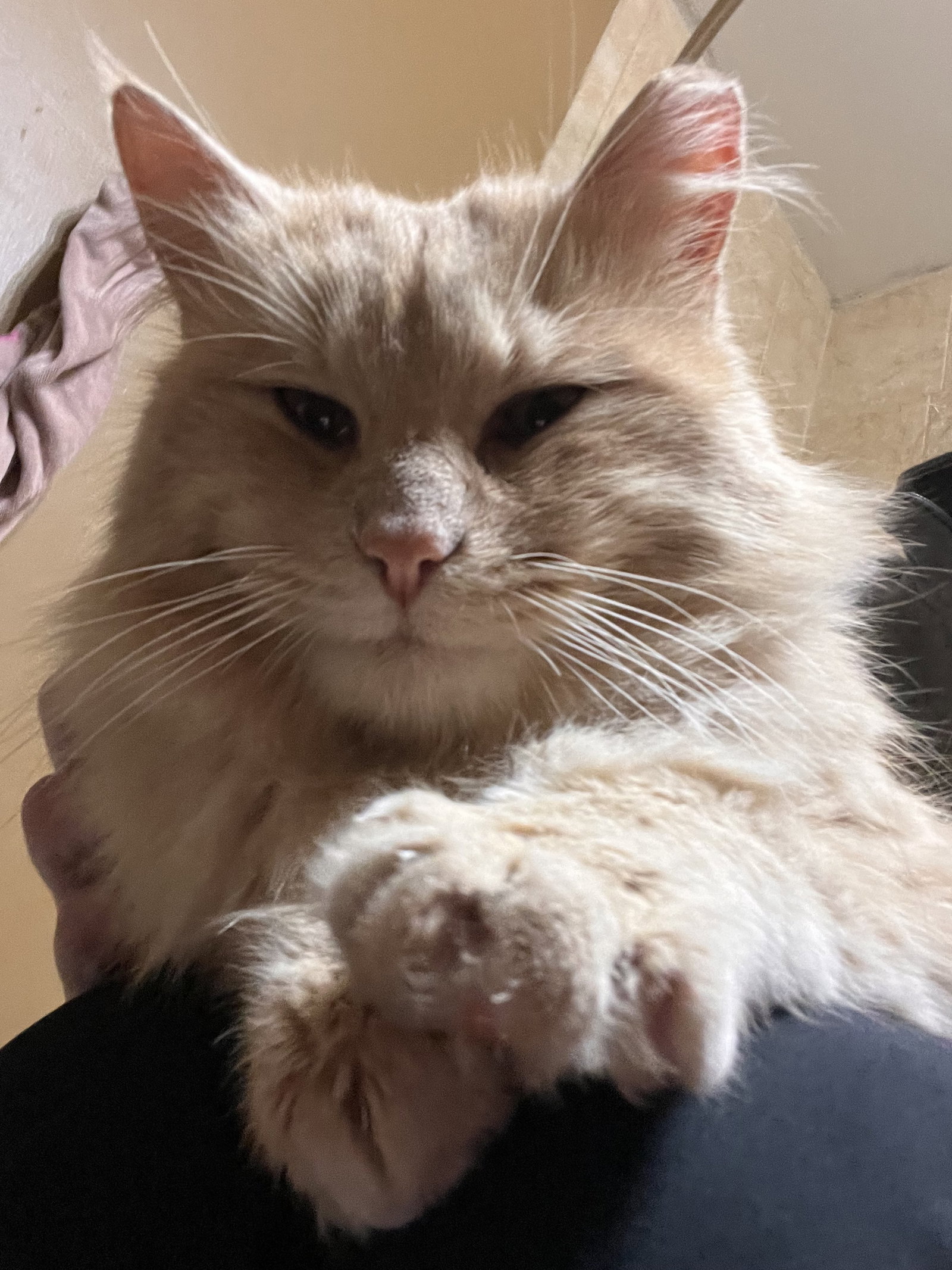 Cats for Adoption in Rogers, Minnesota | Alpha Paw