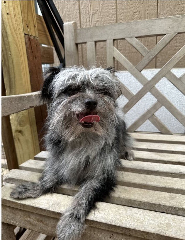 Dog for Adoption - Hunter *Arriving 4/20*, a Havanese in Ham Lake, MN ...